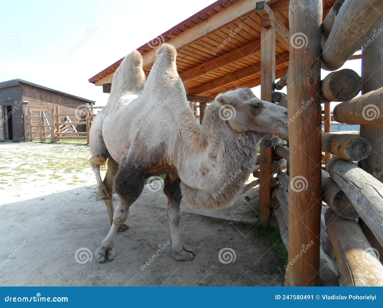 Bactrian Camel in Captivity Stock Image - Image of asia, backdrop ...
