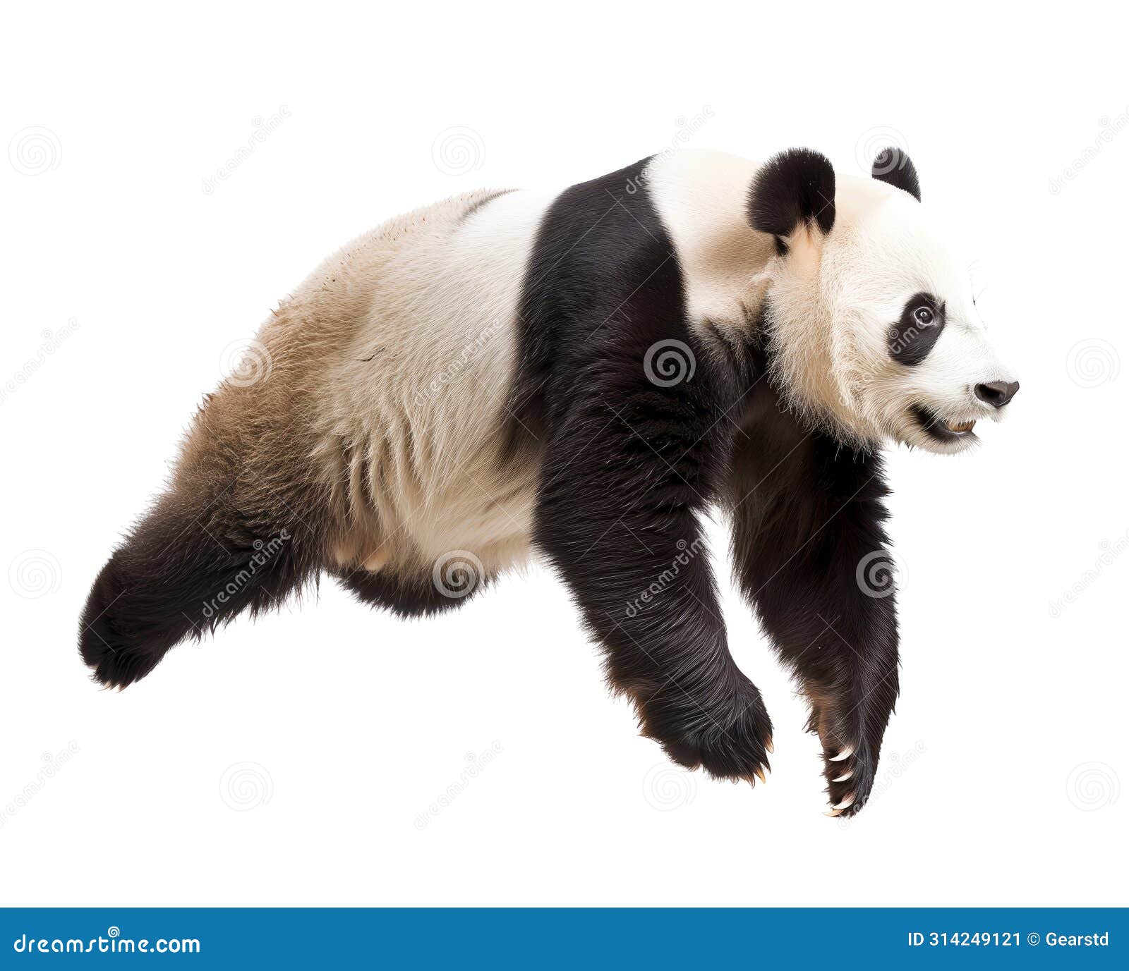 Lively Giant Panda in Mid-stride on White Stock Image - Image of fluid ...