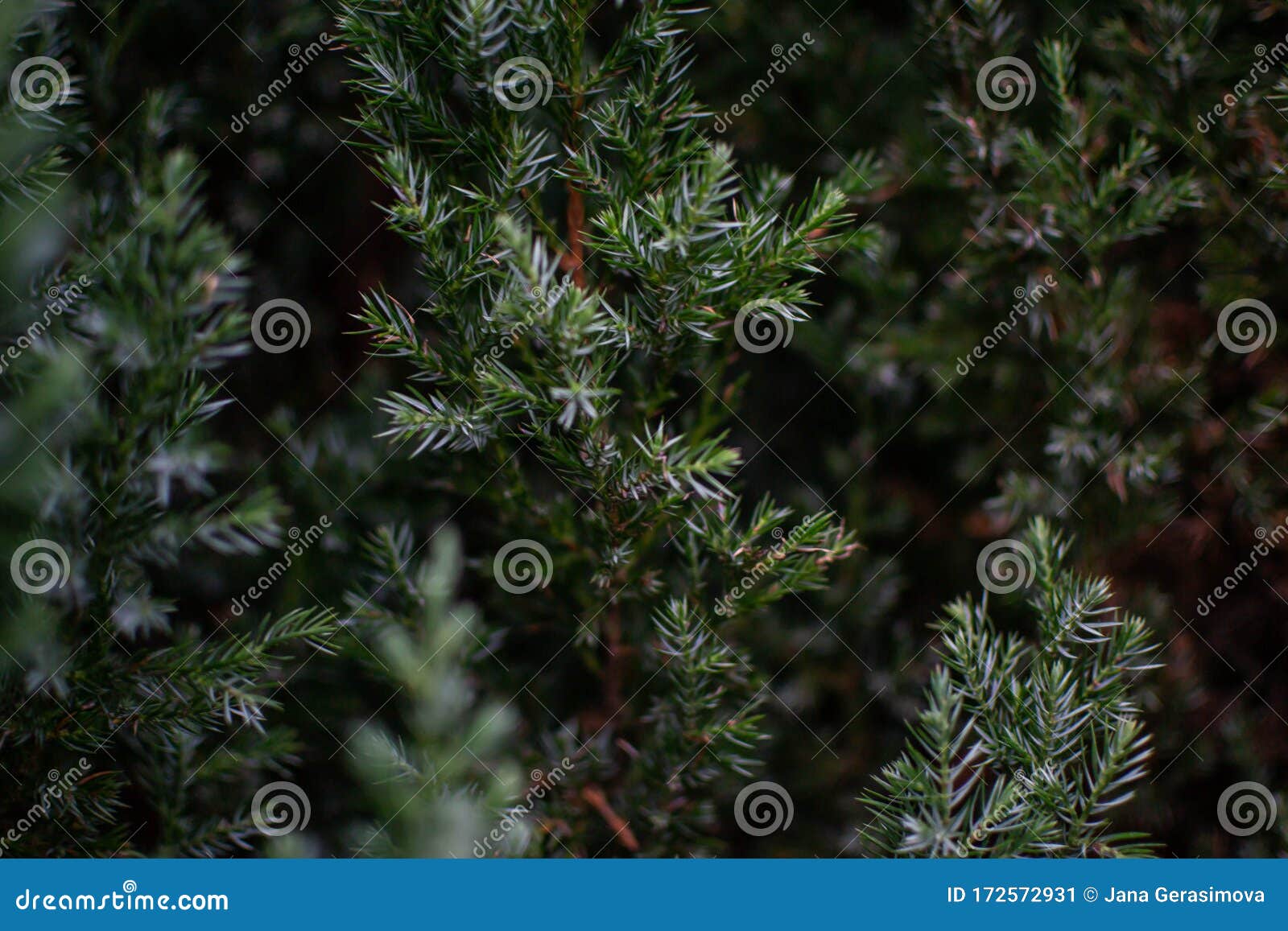 Captured Needles Bush - Juniper in the Garden, Close To Each Other ...