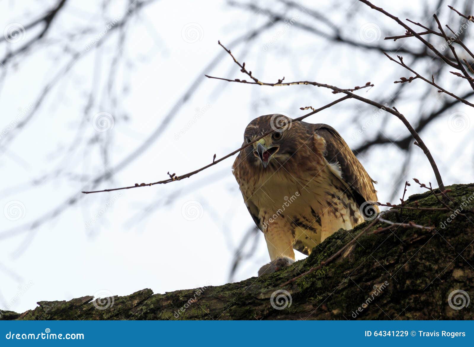 Captured Prey stock image. Image of feast, birds, bigger - 64341229