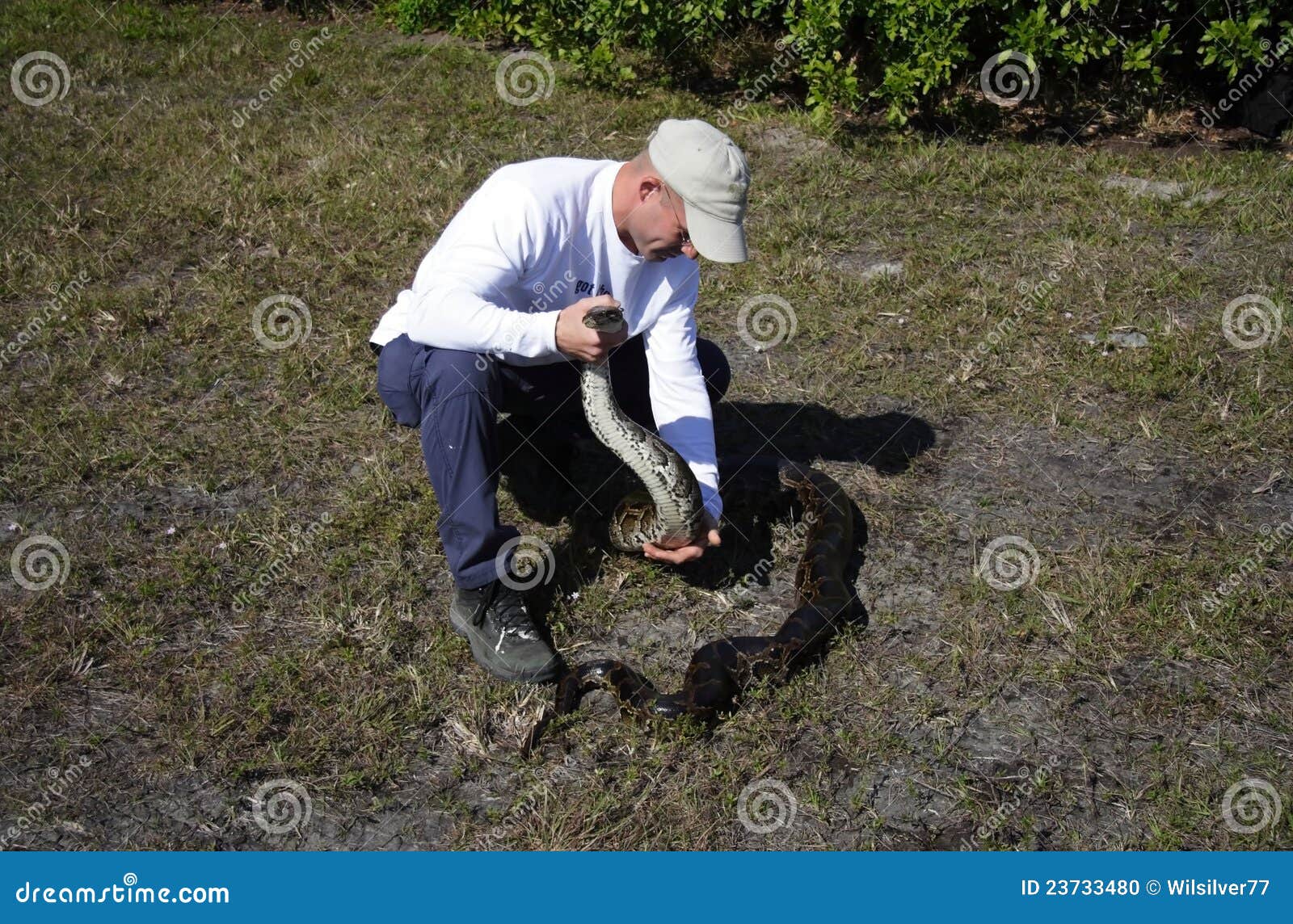 Captured Python in the Everglades Editorial Image - Image of edward ...