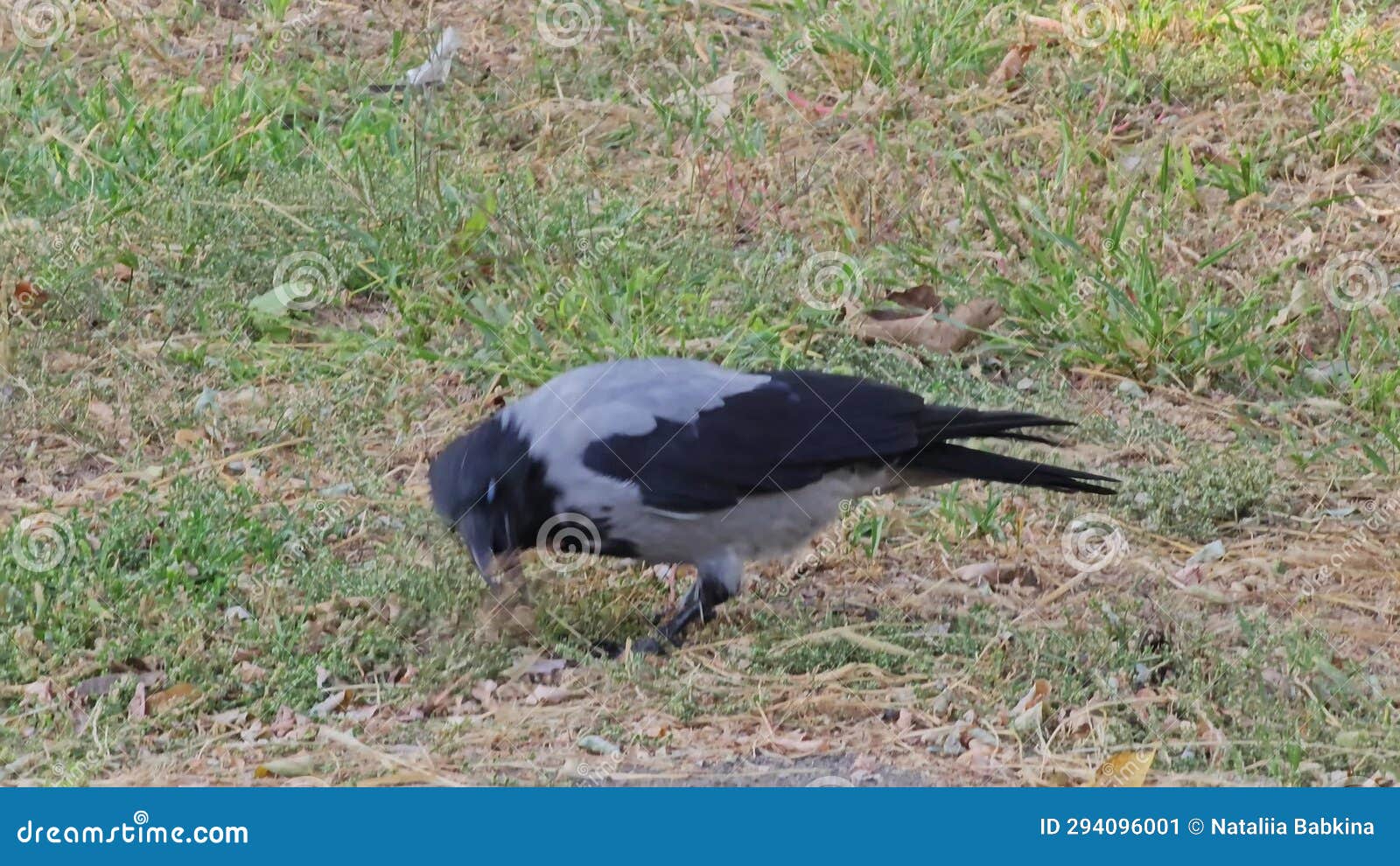Capturing the Behavior of a Grey-black Crow Looking for Food in a ...