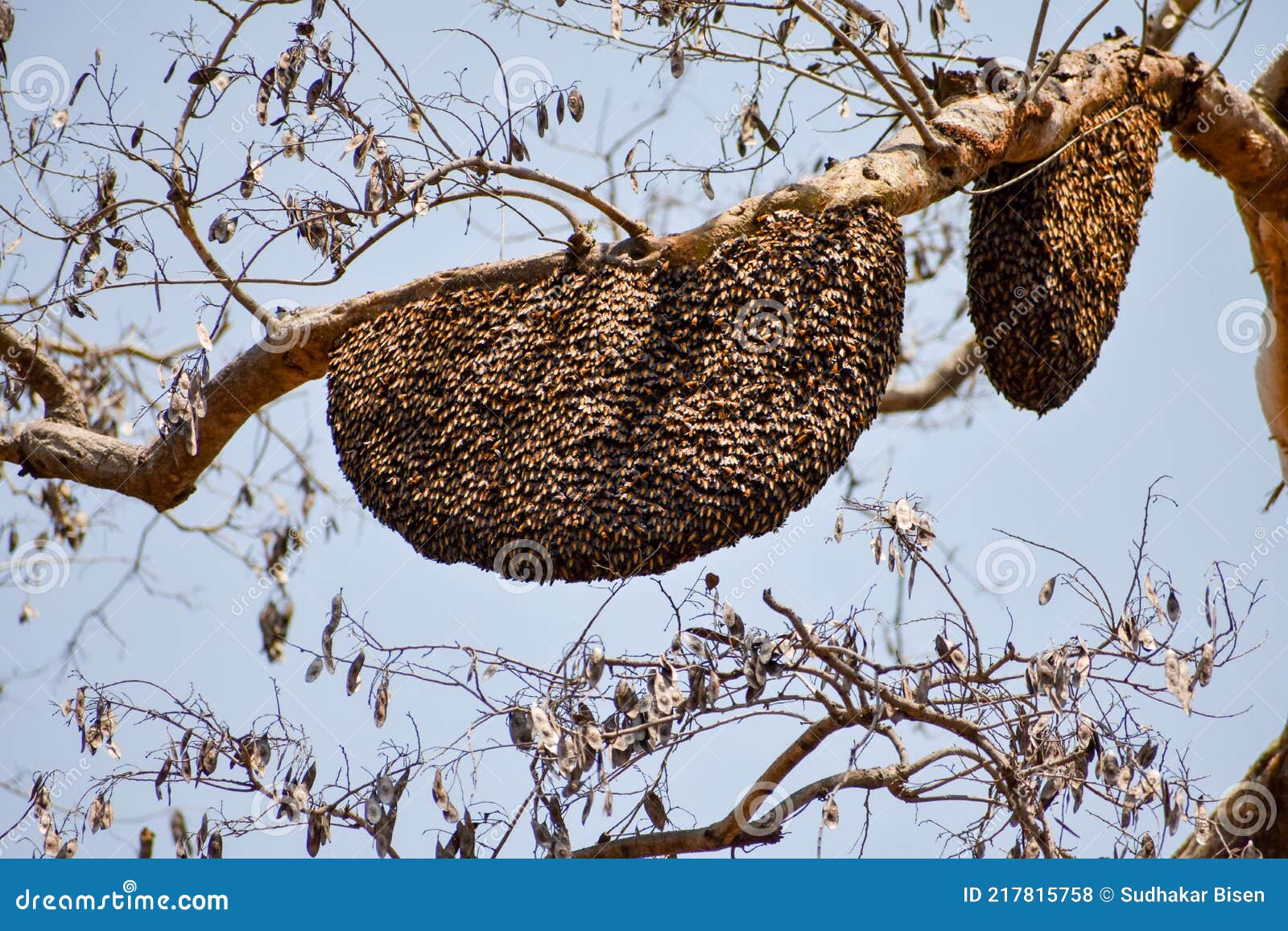 Bunch of Bee Hives in Tree. Stock Photo - Image of copy, colony: 217815758