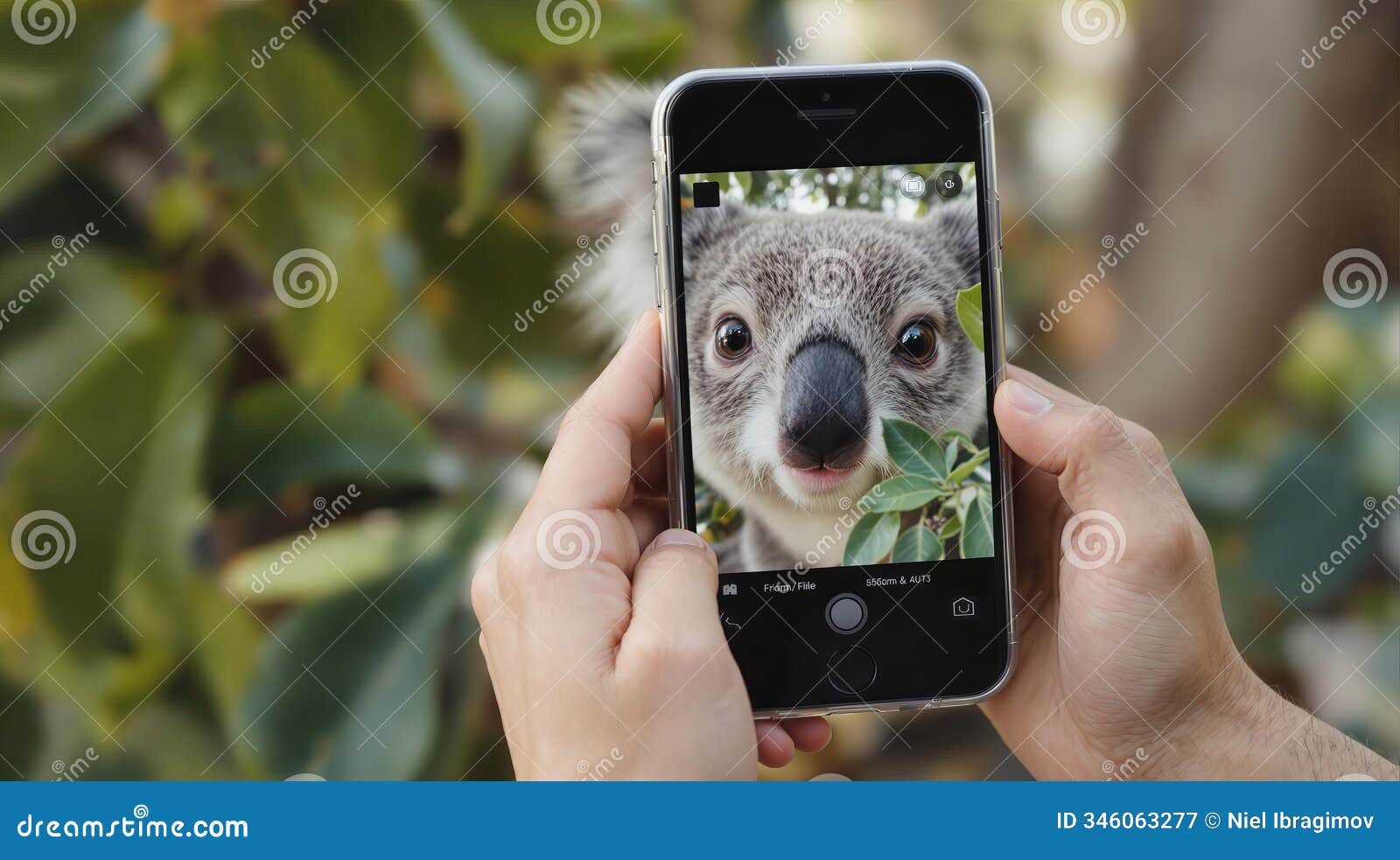 Curious Koala Stock Image | CartoonDealer.com #42521029