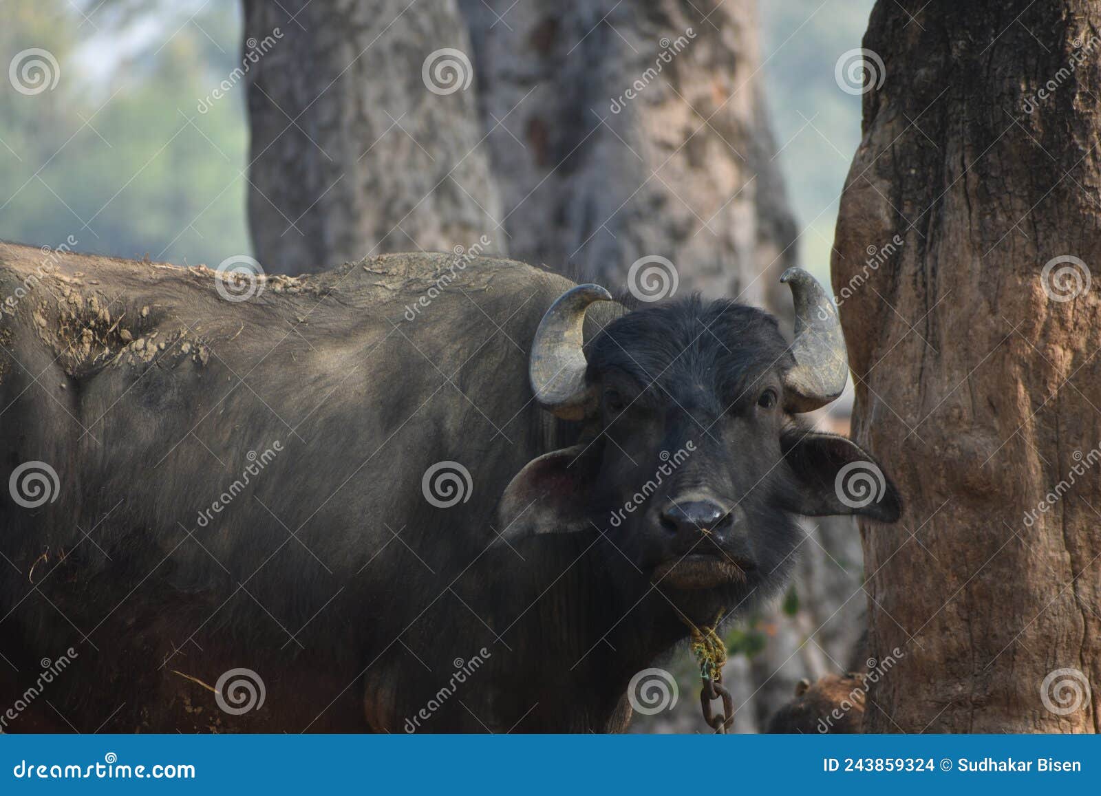 Closeup of a Black Buffalo Facing To the Camera. Stock Photo - Image of ...