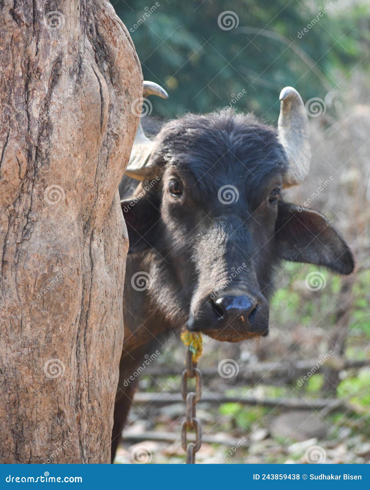 Closeup of a Black Buffalo Facing To the Camera. Stock Photo - Image of ...