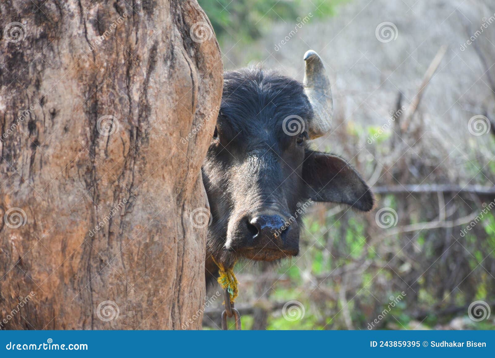 Closeup of a Black Buffalo Facing To the Camera. Stock Image - Image of ...