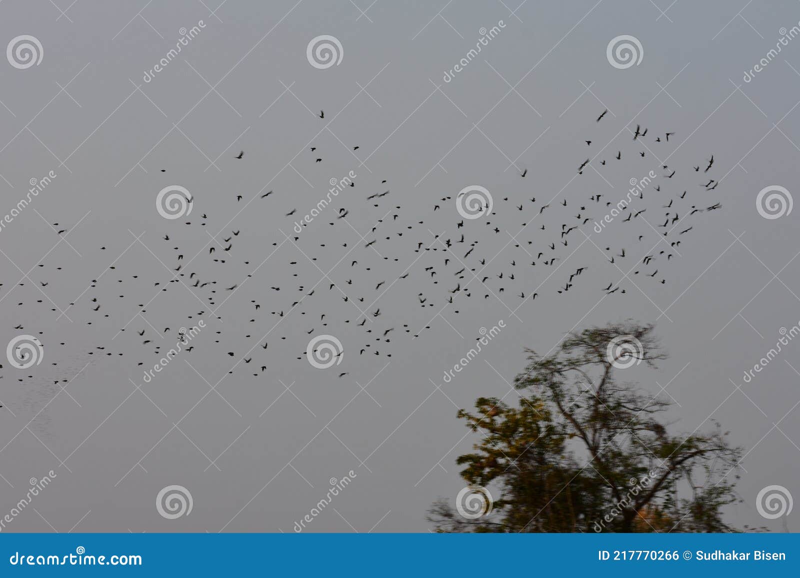Group of Birds Flying Above the Tree Stock Photo - Image of graphic ...