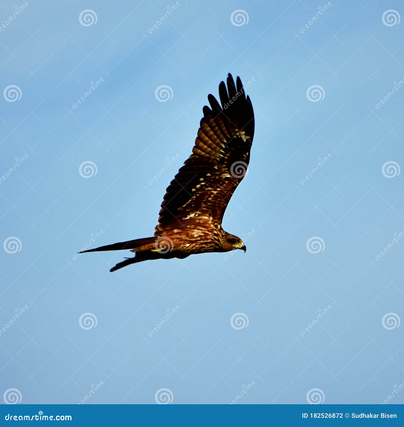 Close Up of Hawk Bird Flying in the Sky. Stock Photo - Image of beak ...