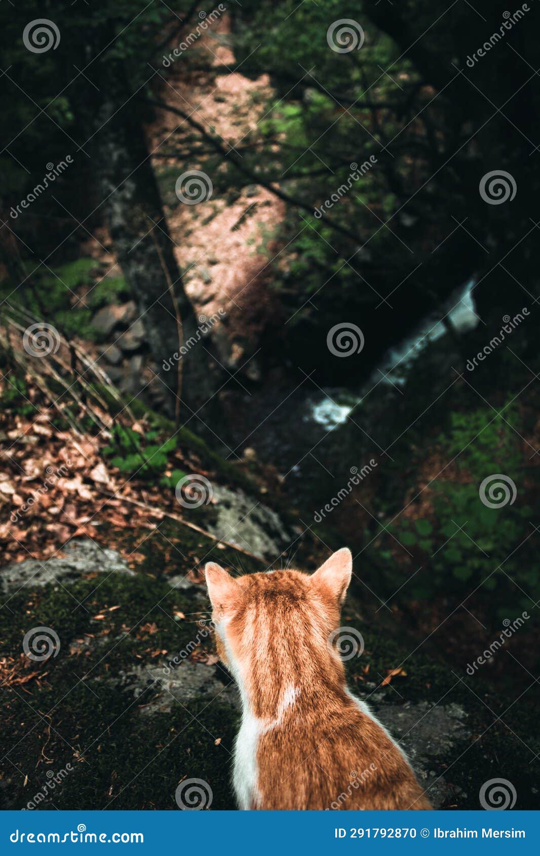 Capturing the Moment with a Friendly Orange Cat Looking at the ...