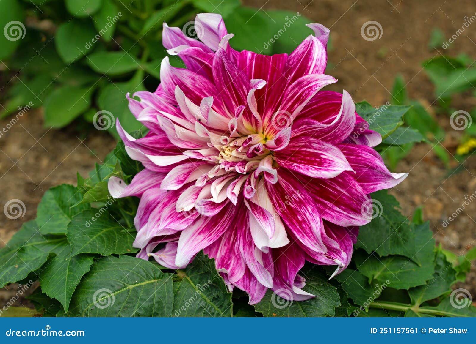 Multi Coloured Explosion Dahlia, in July, 2022 Stock Image - Image of ...