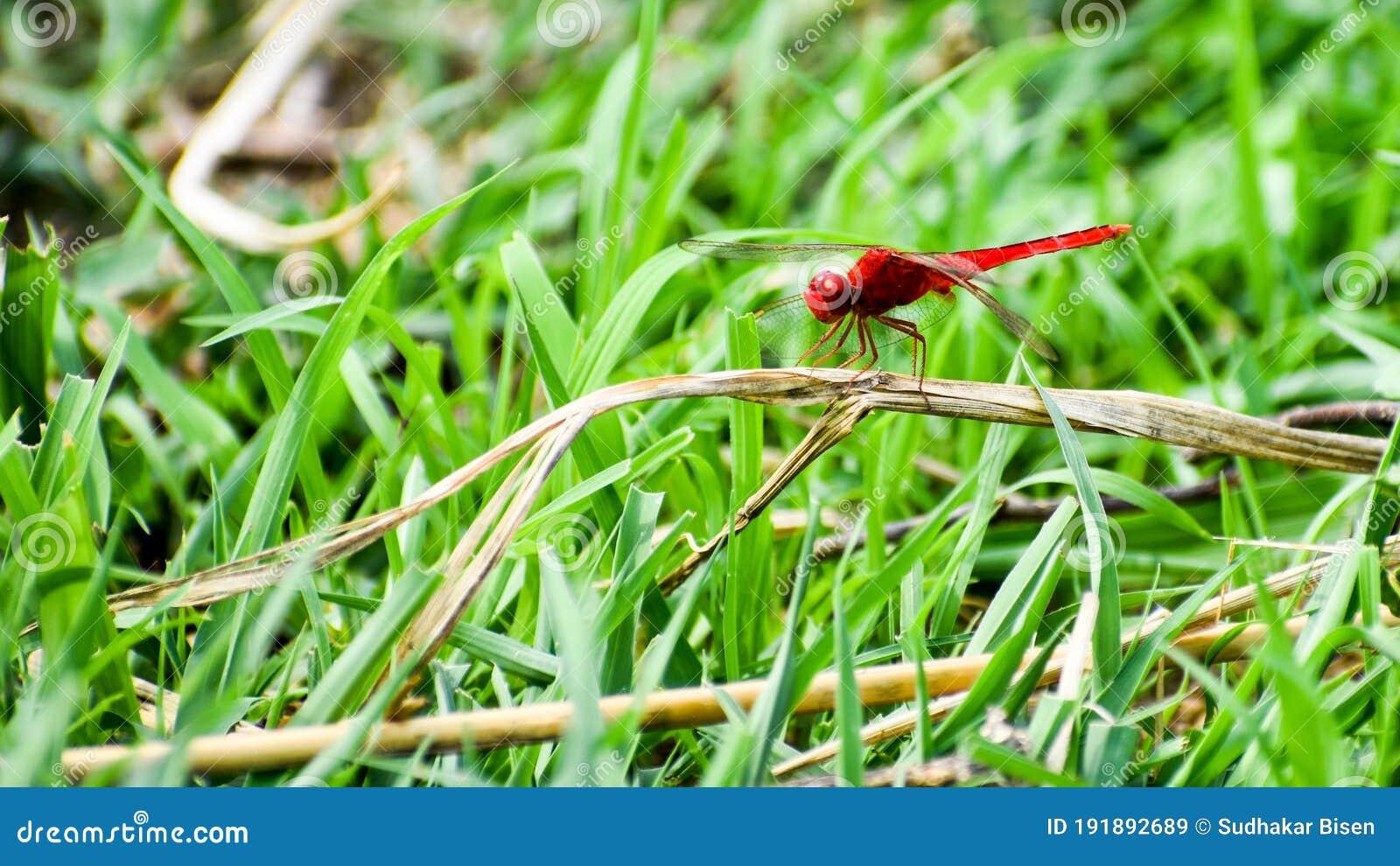 Close Up of Red Dragonfly in the Field Stock Image - Image of orange ...