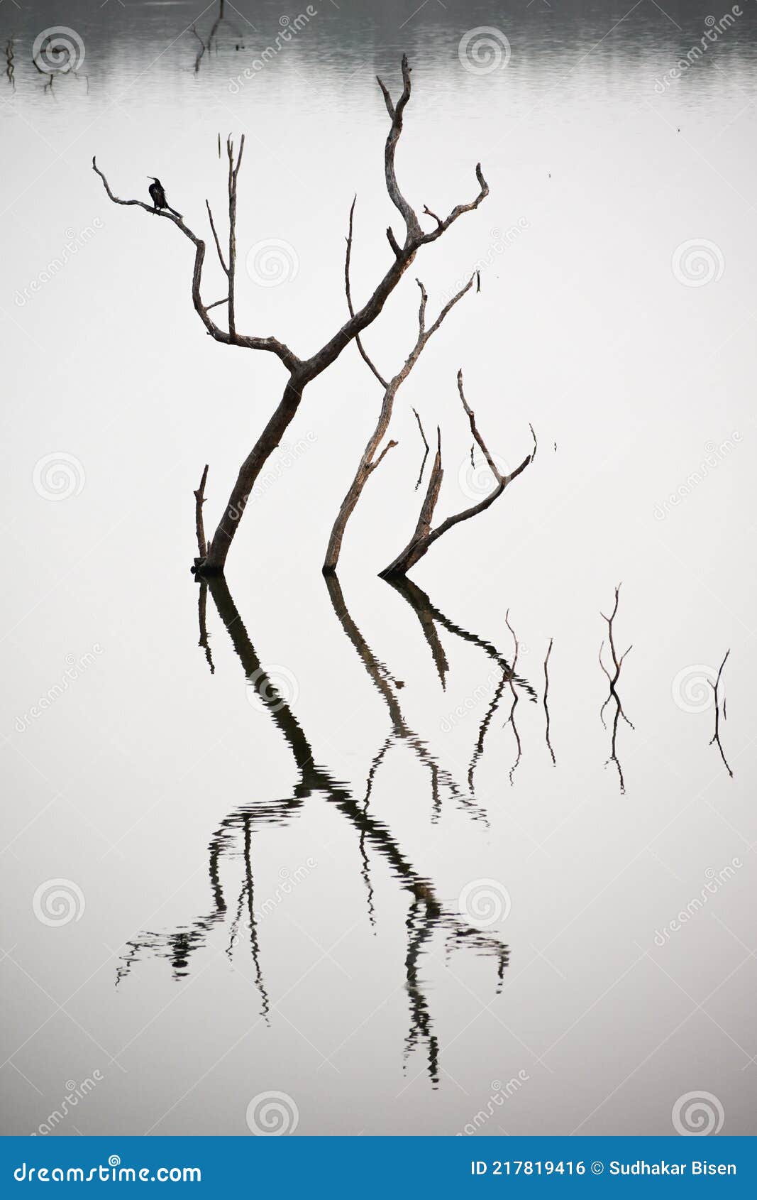 Reflection of Dry Branches of Tree in Water. Stock Photo - Image of ...