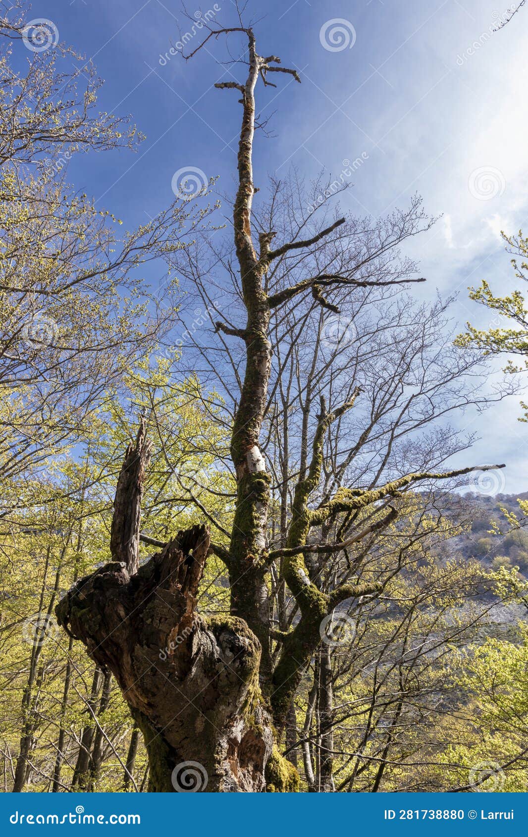 Tranquil Decay: Capturing the Serenity and Mystery of a Fallen Beech ...