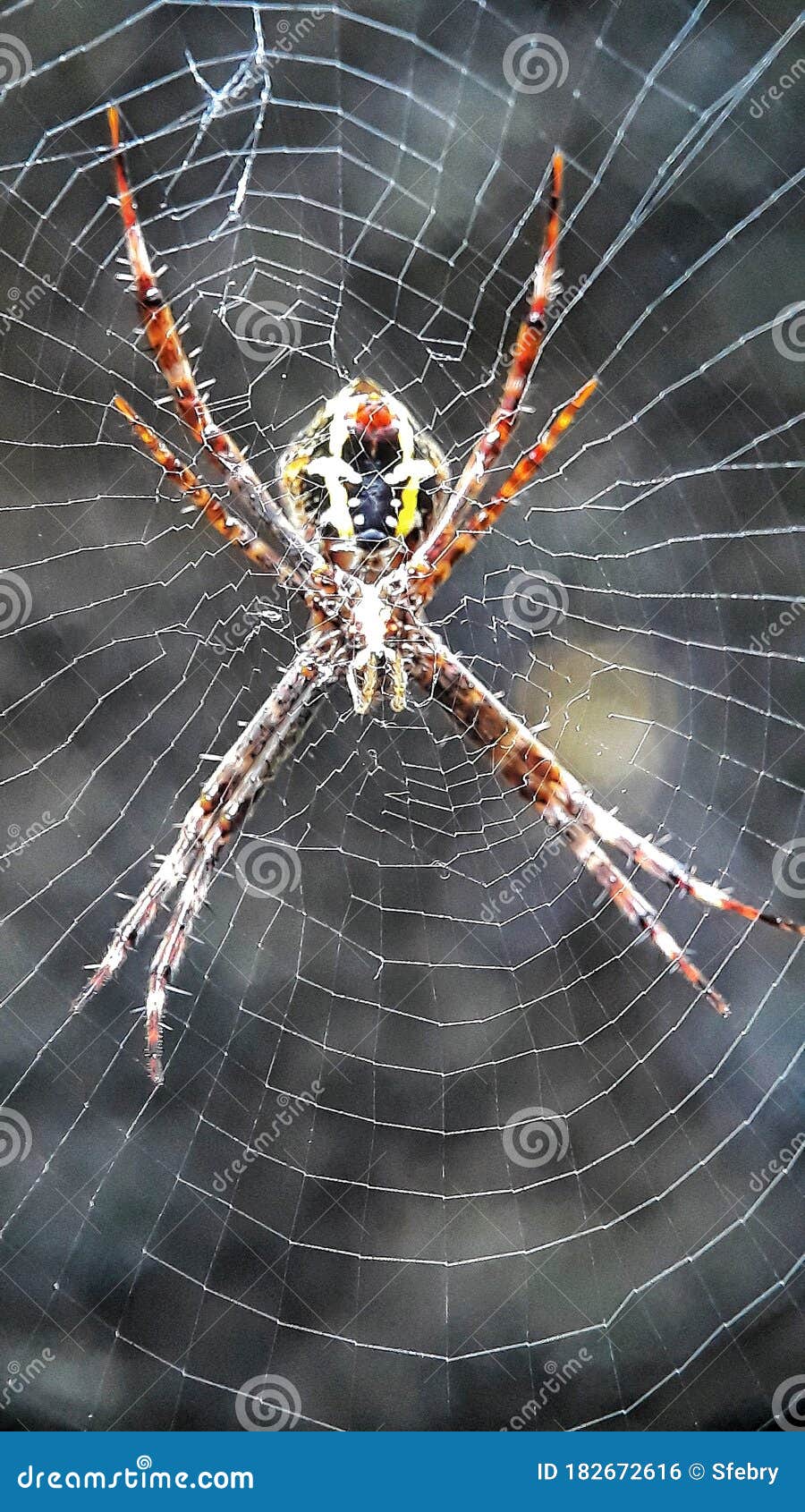 19 Webspider Photos - Free & Royalty-Free Stock Photos from Dreamstime