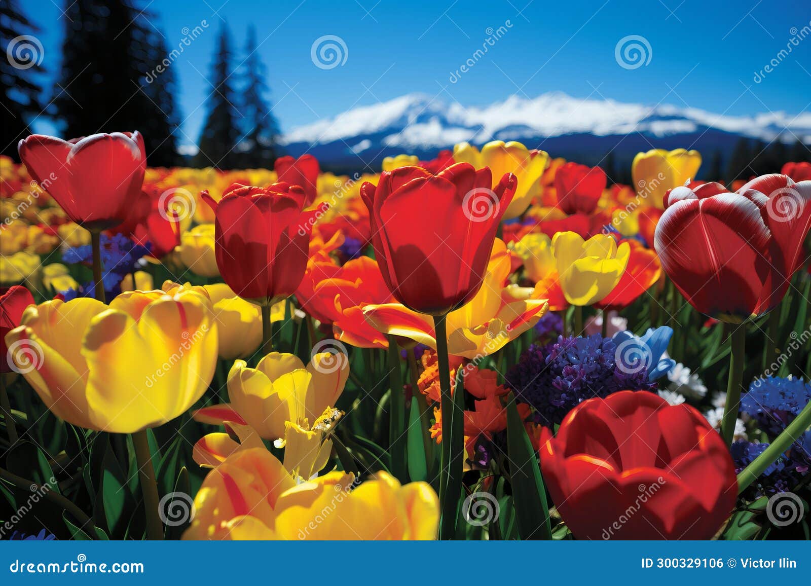 Capturing the Vibrant Colors and Diverse Flora in the Beautiful Alpine ...