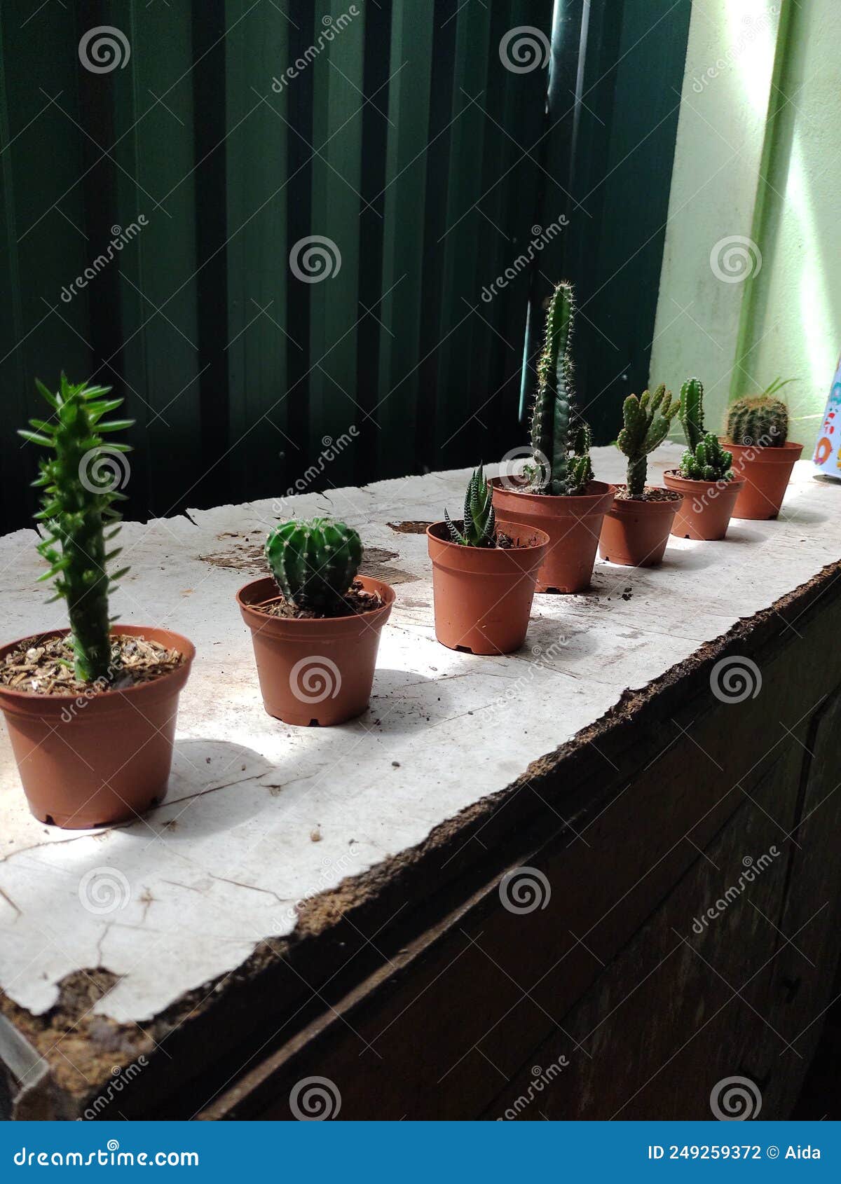 Captus Green stock photo. Image of afterglow, light - 249259372