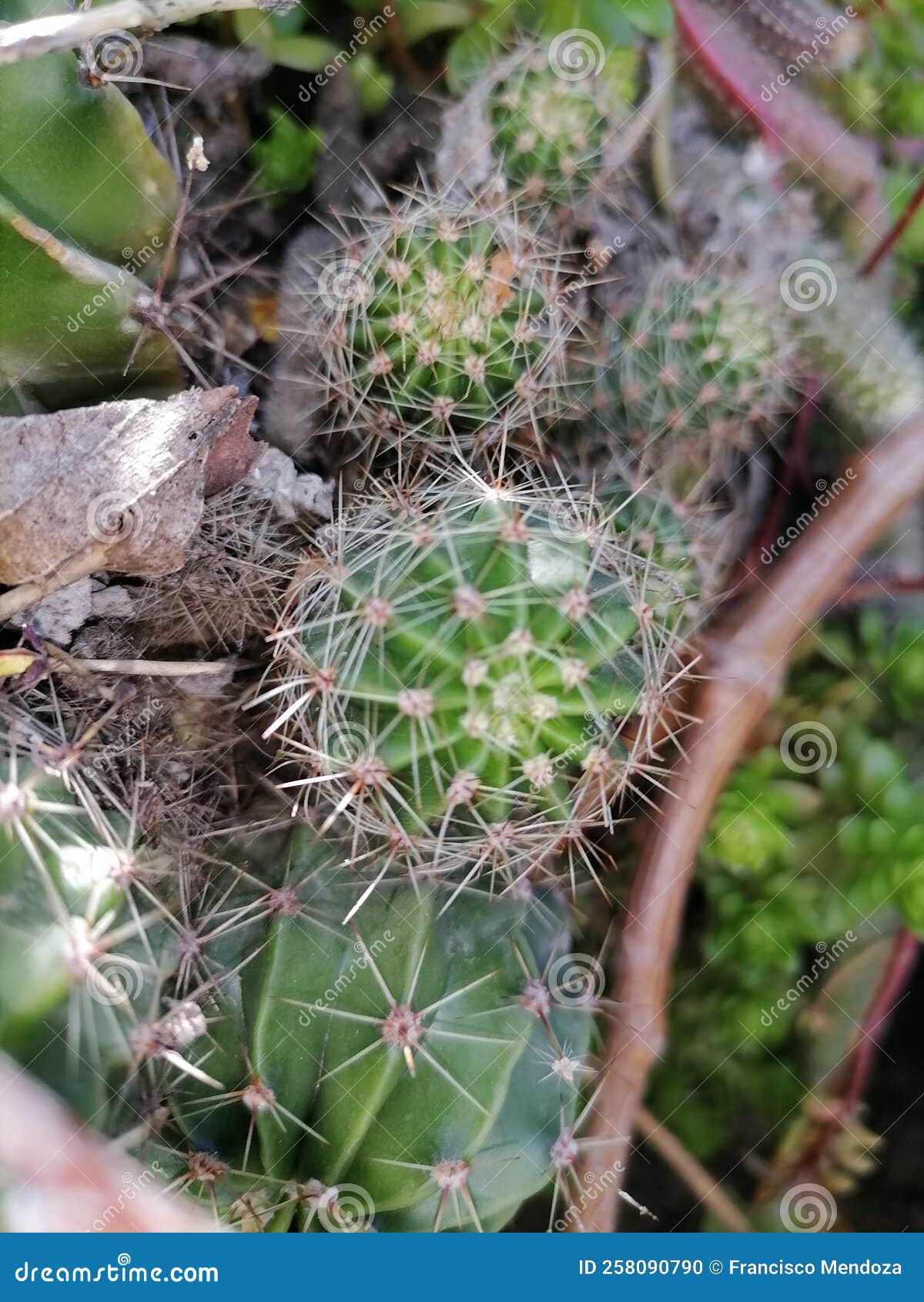 Captus Natural Spring Chile Stock Photo - Image of cactus, garden ...