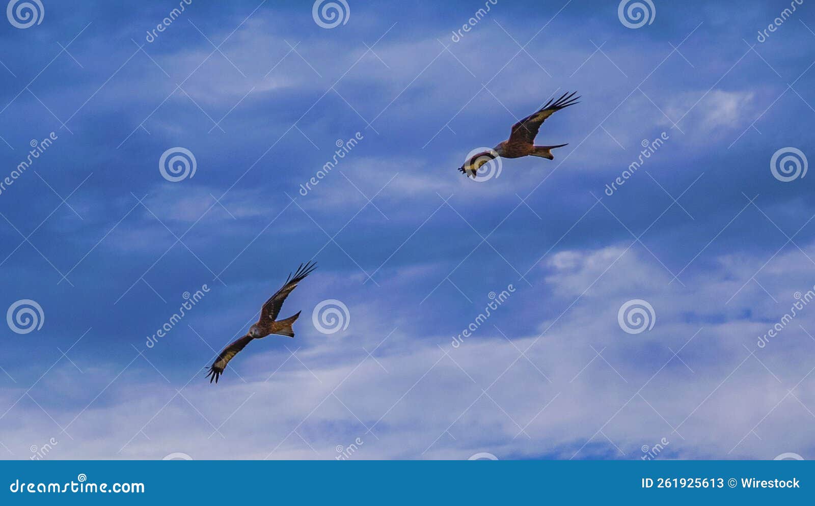 Capucha De Halcones Volando En El Cielo Imagen de archivo - Imagen de ...