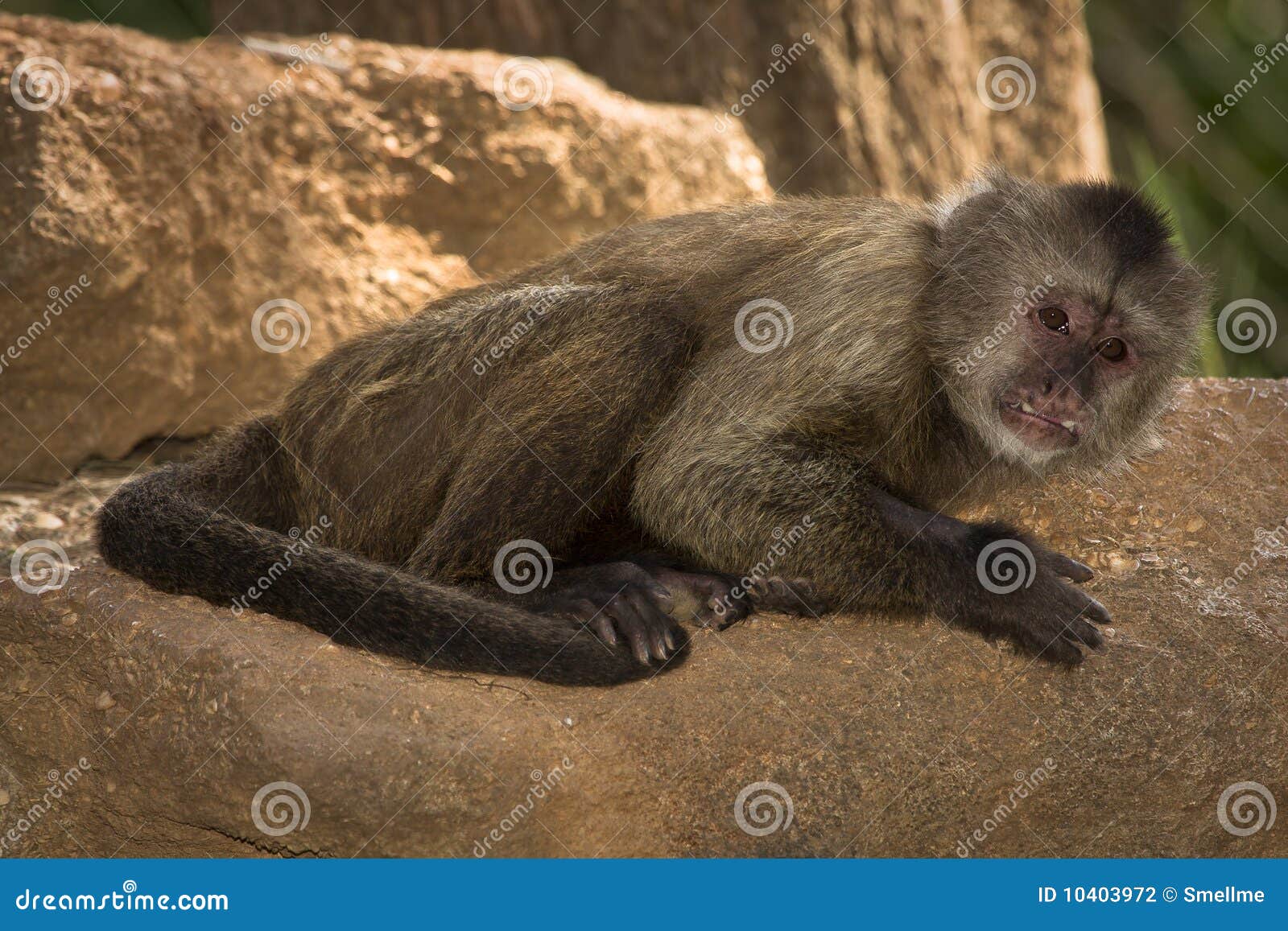 Capuchin stock photo. Image of cebus, travel, capuchin - 10403972