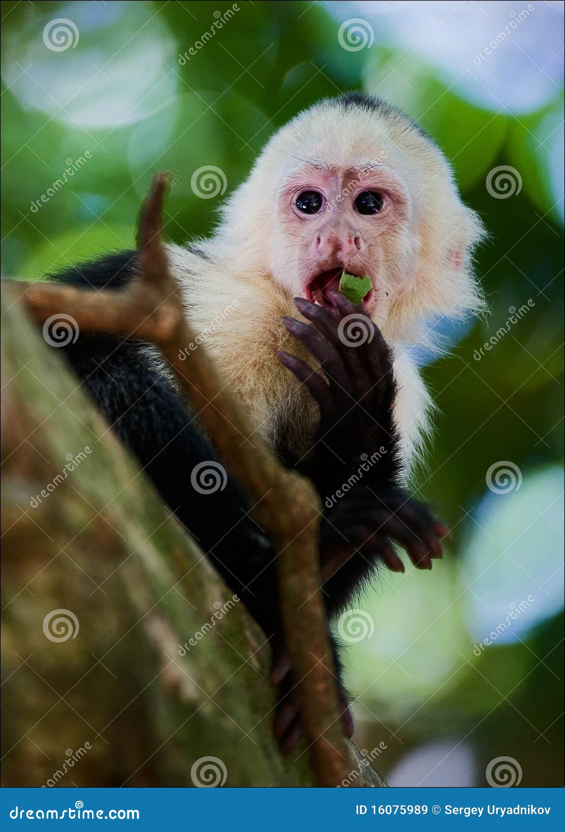 The Capuchin. stock image. Image of capuchin, portrait - 16075989