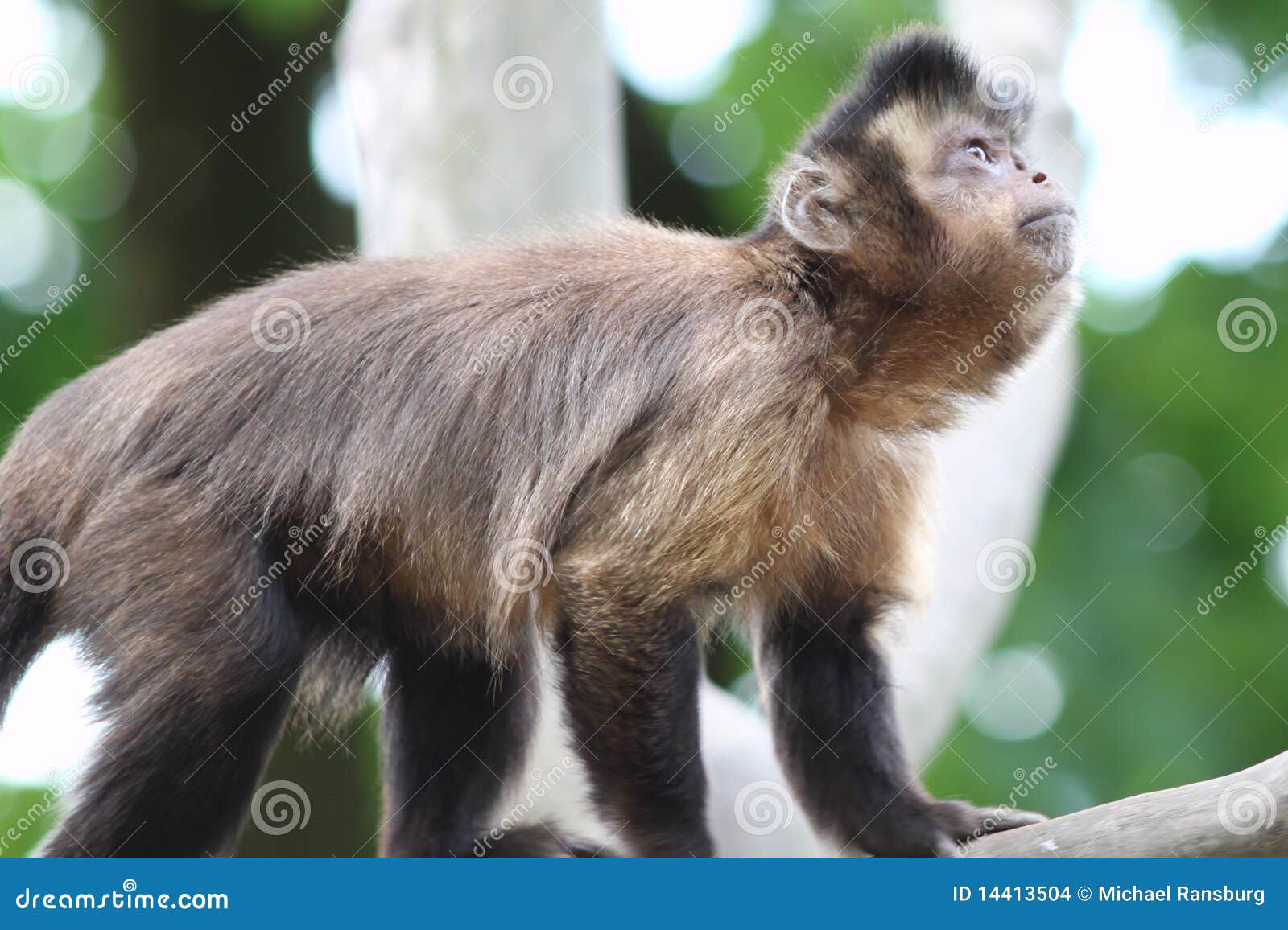 Capuchin Monkey stock photo. Image of primate, closeup - 14413504