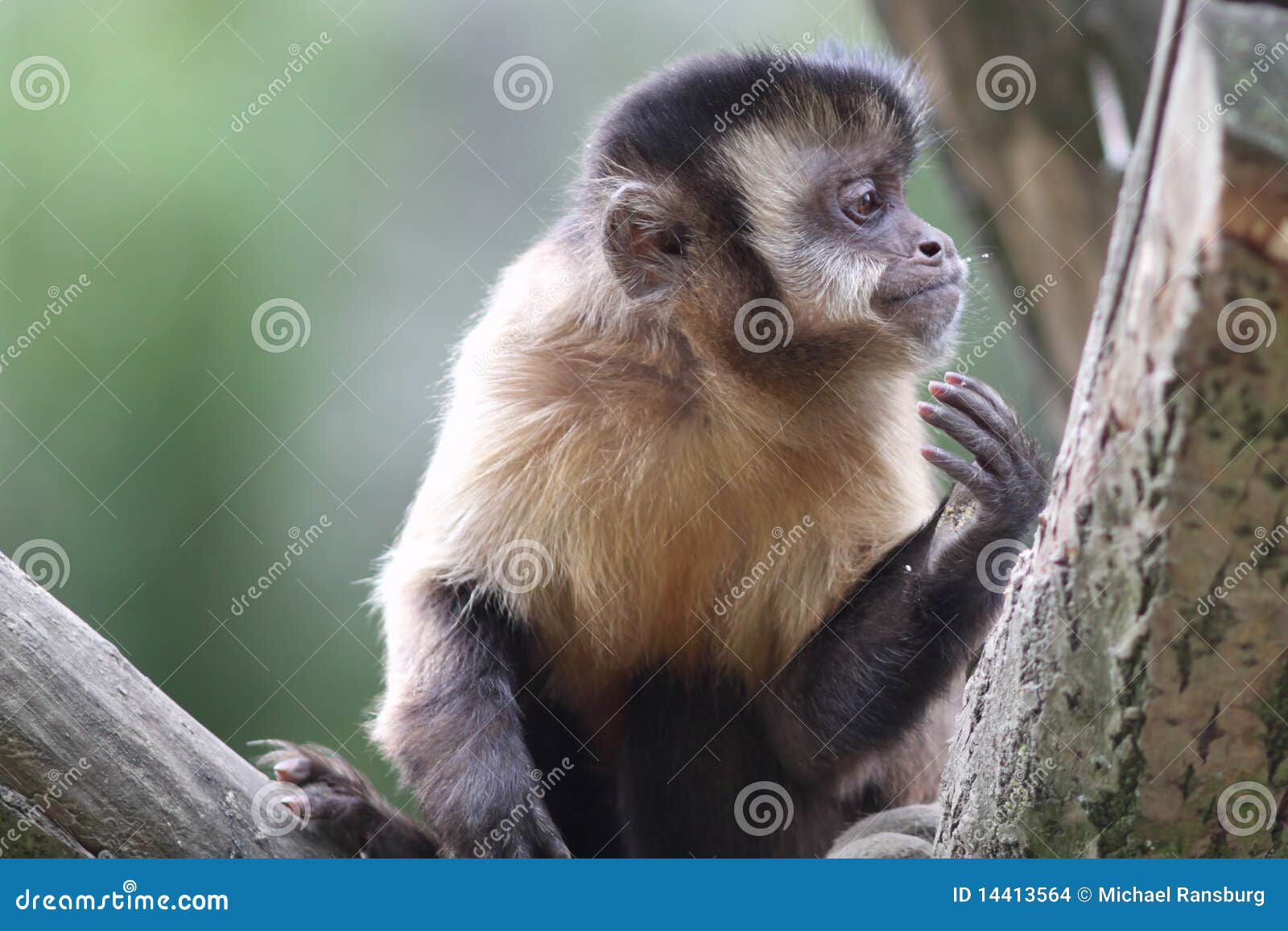 Capuchin Monkey stock photo. Image of mammal, background - 14413564