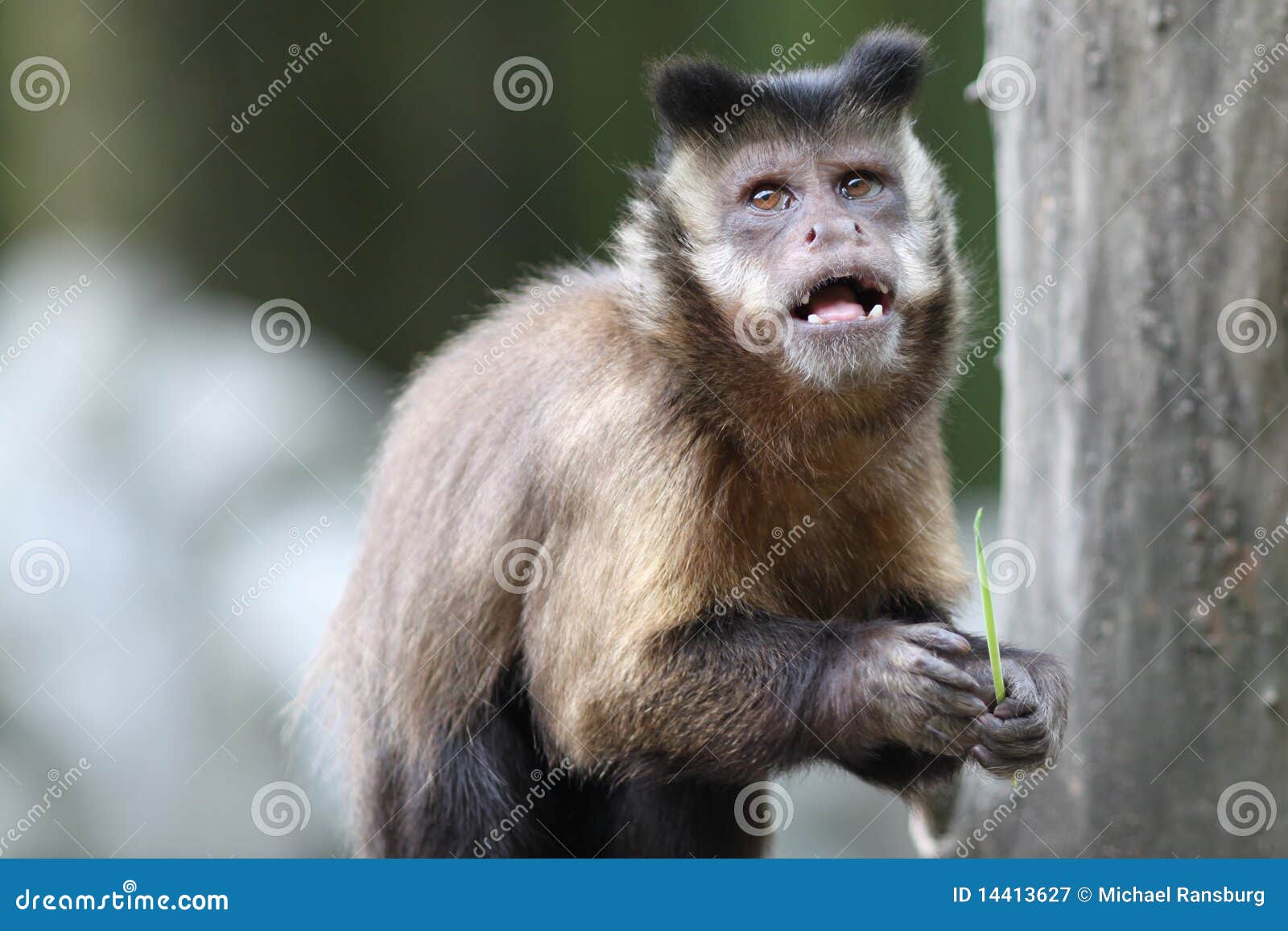 Capuchin Monkey stock image. Image of wildlife, capuchin - 14413627