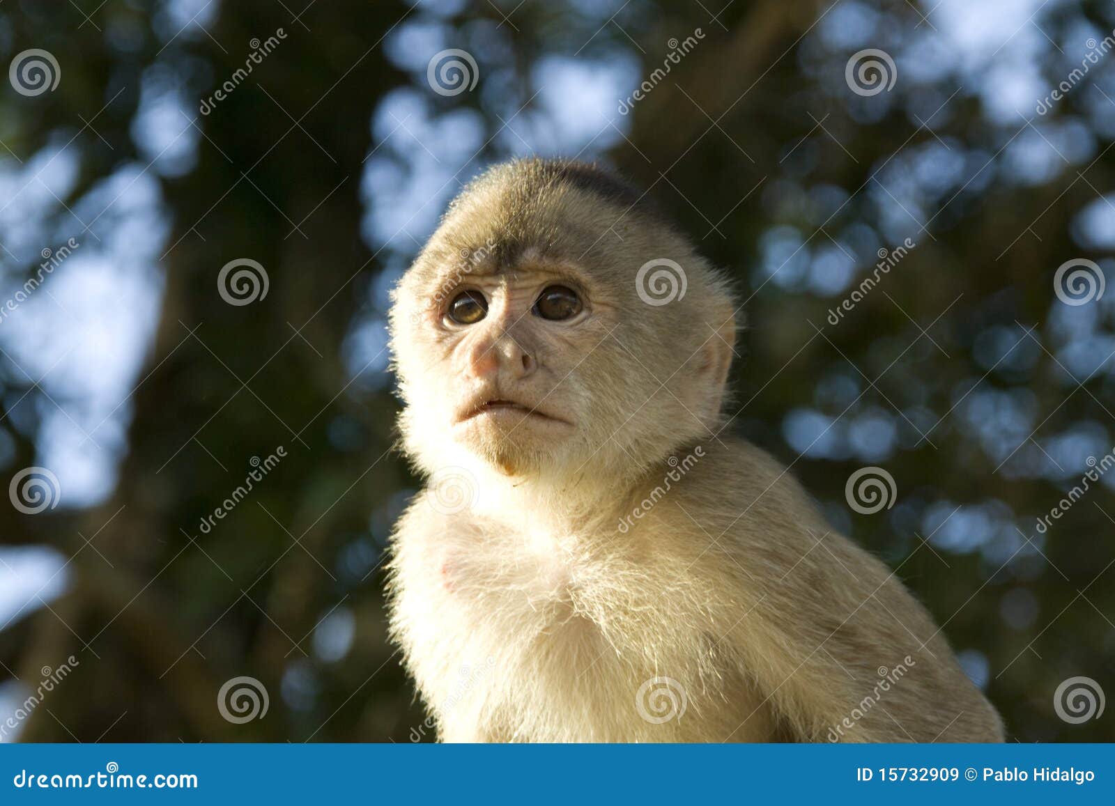 Capuchin monkey stock image. Image of swinging, thoughtful - 15732909