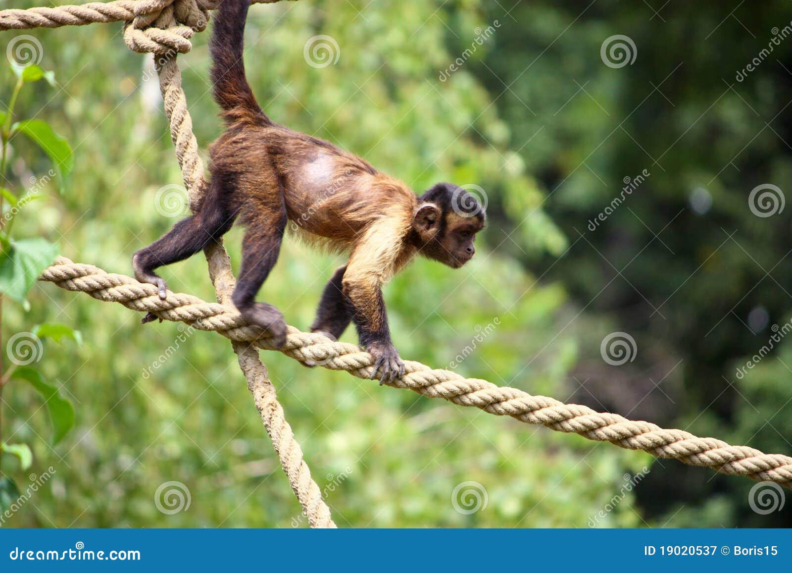Capuchin monkey stock image. Image of rope, apella, neotropical - 19020537