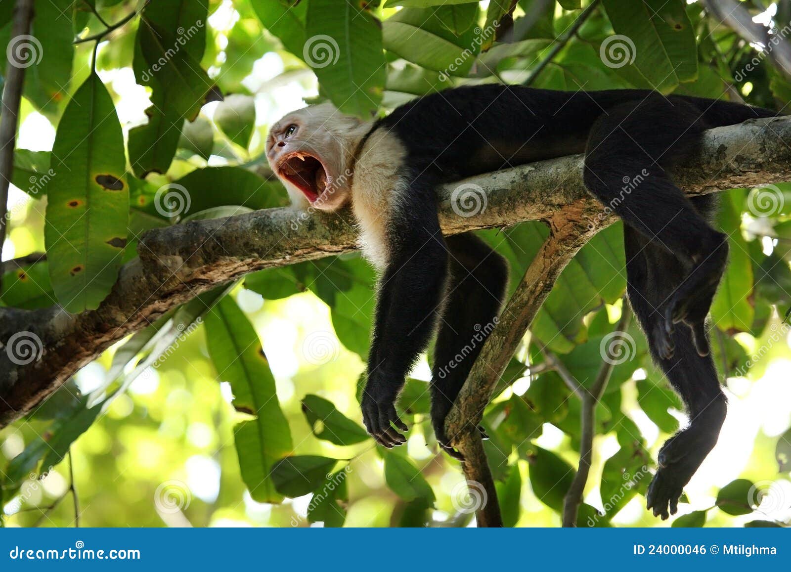 Capuchin Monkey stock photo. Image of yelling, tree, wildlife - 24000046