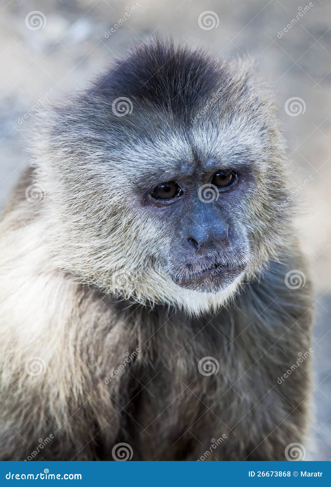 Capuchin monkey stock photo. Image of swinging, simian - 26673868