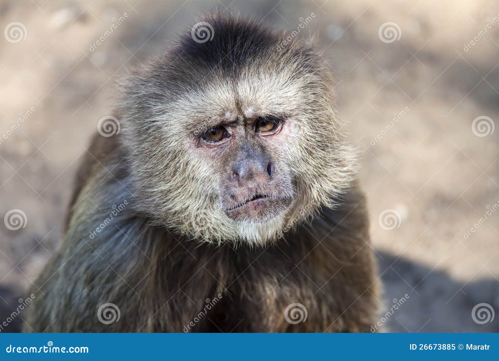 Capuchin monkey stock image. Image of face, thoughtful - 26673885
