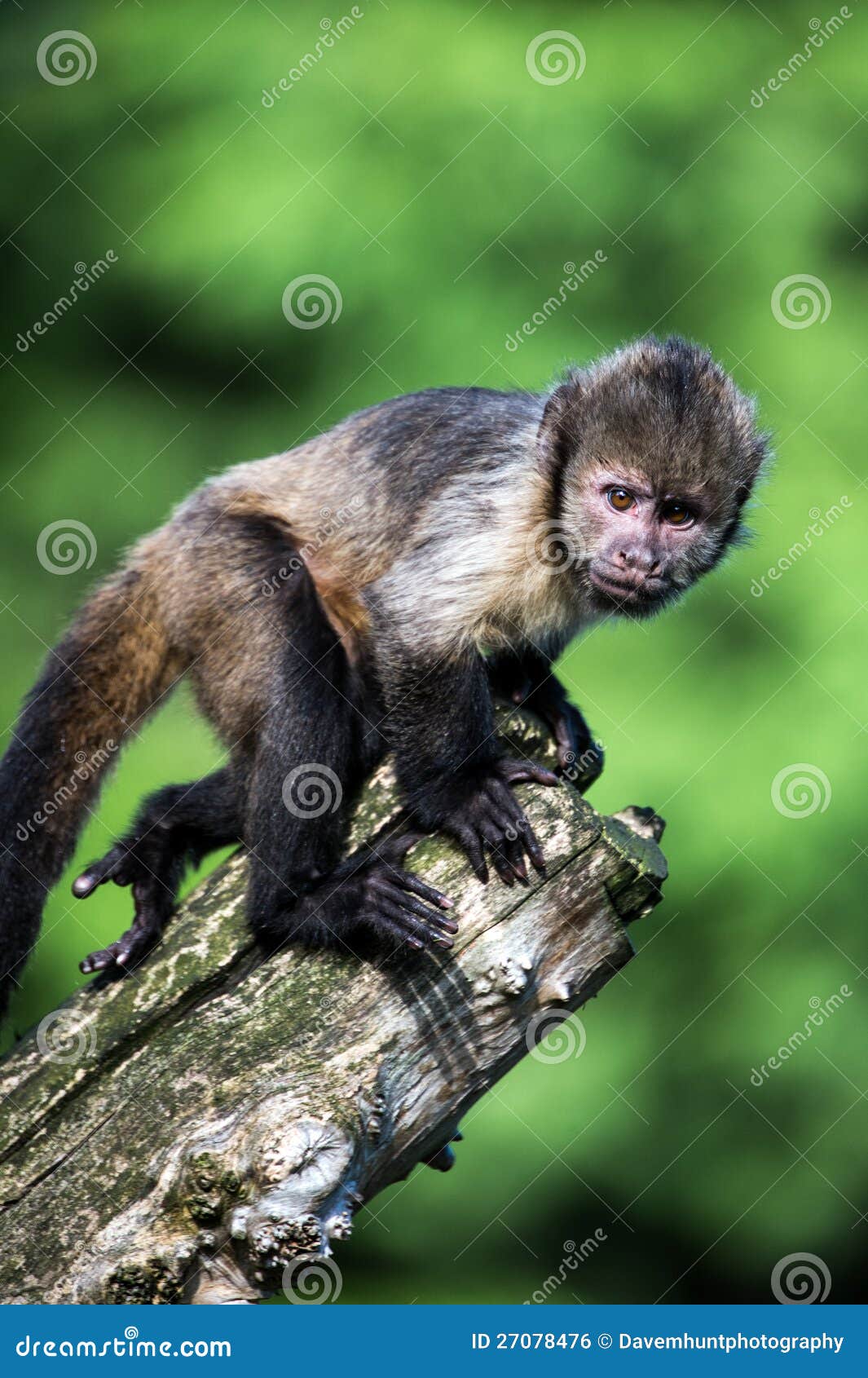 Capuchin monkey stock photo. Image of platyrrhin, arboreal - 27078476