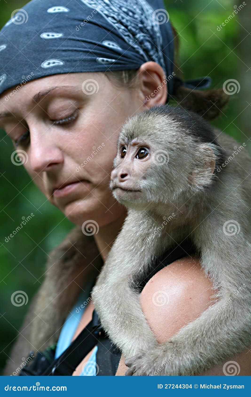 Capuchin Monkey stock photo. Image of cebus, wildlife - 27244304