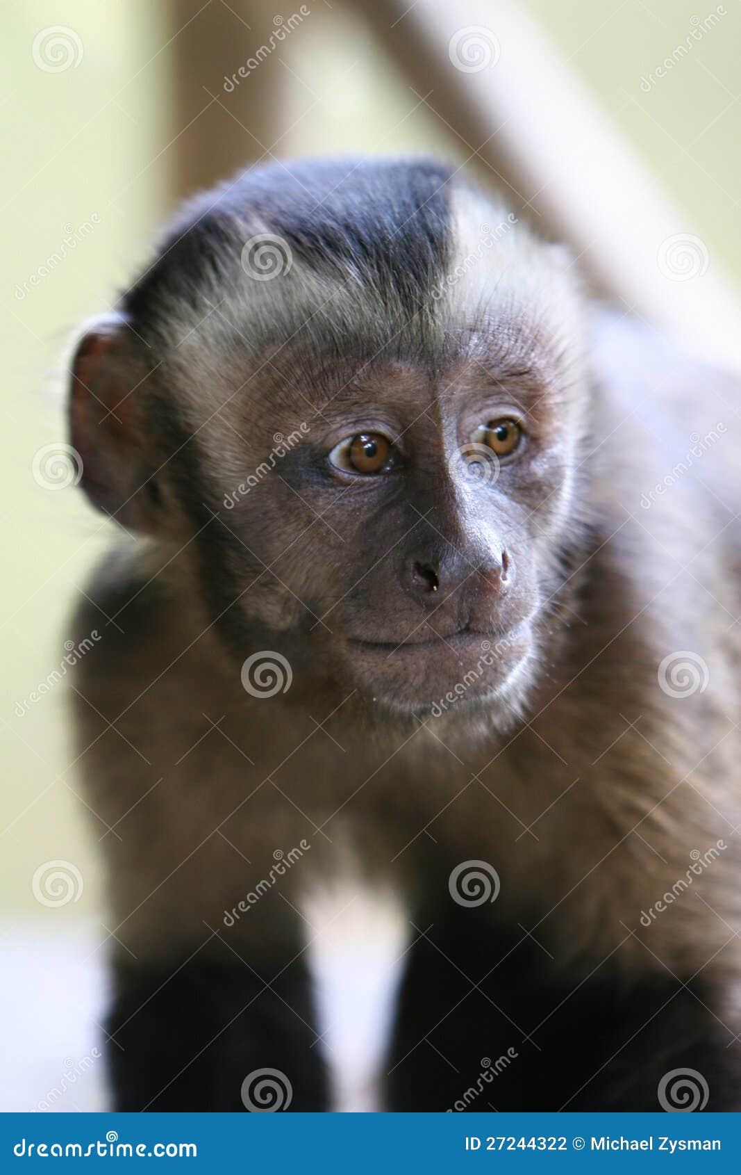 Capuchin Monkey stock photo. Image of world, face, cute - 27244322