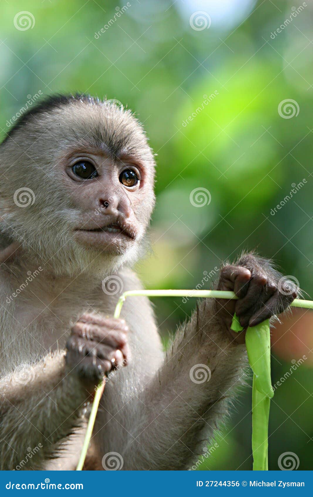 Capuchin Monkey stock photo. Image of wild, cute, playing - 27244356