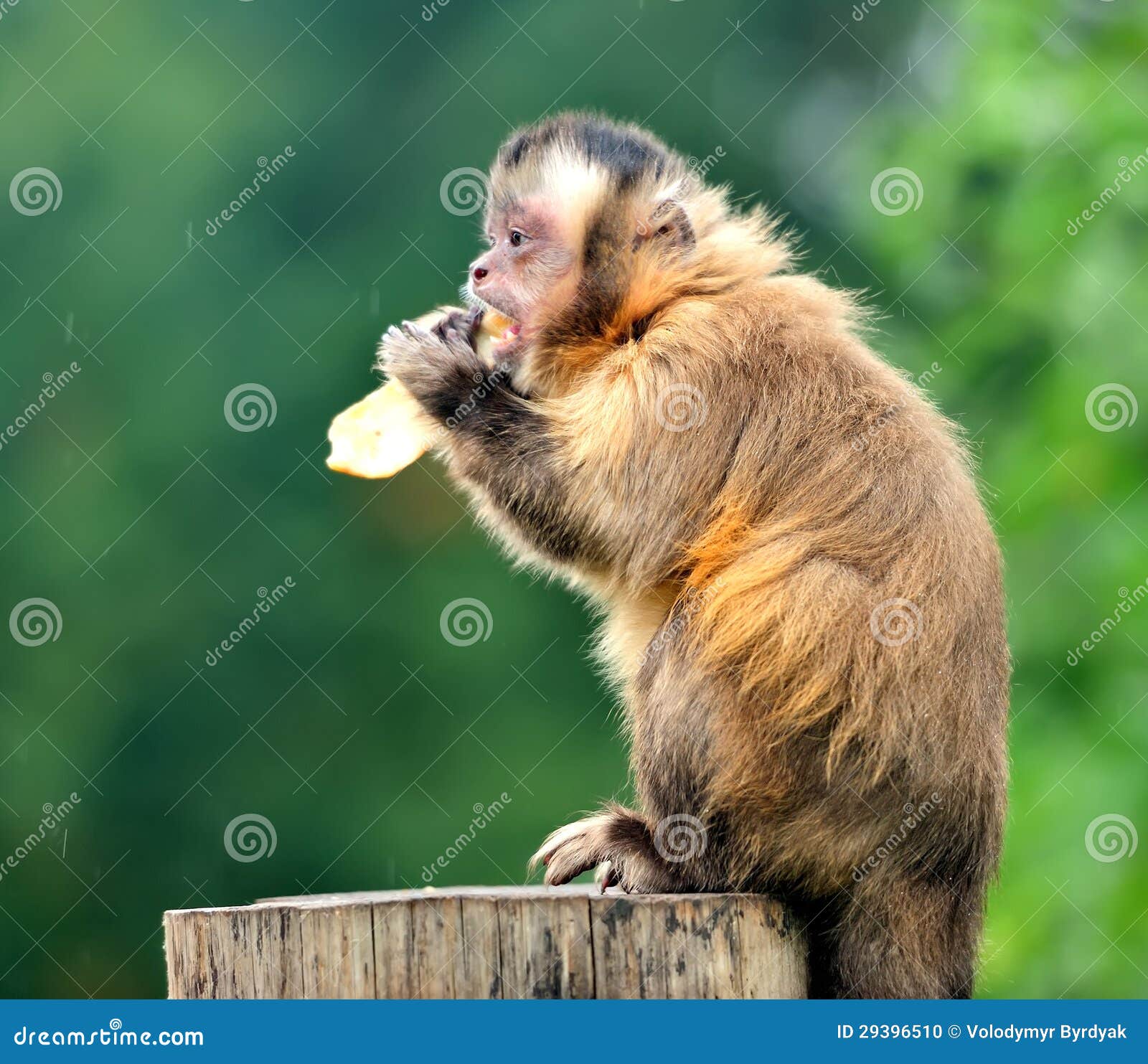 Capuchin monkey stock photo. Image of grass, monkey, expression - 29396510