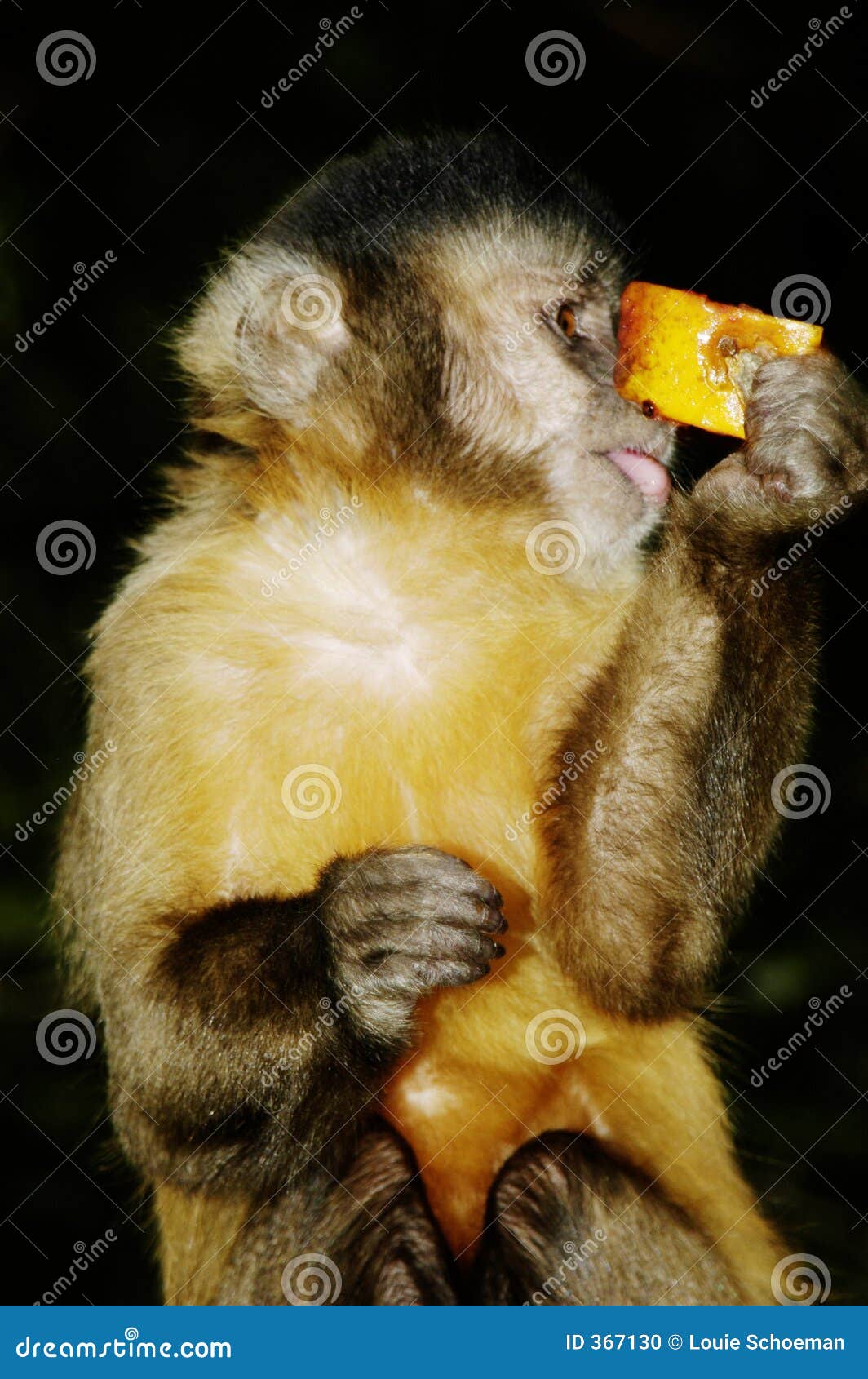 Capuchin monkey stock photo. Image of monkeyland, capuchin - 367130