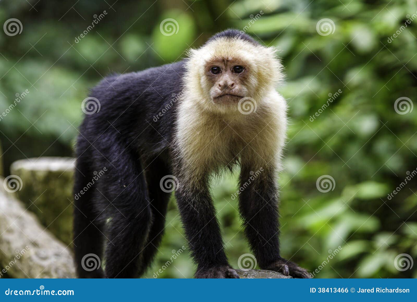 Capuchin Monkey stock photo. Image of capuchin, bird - 38413466