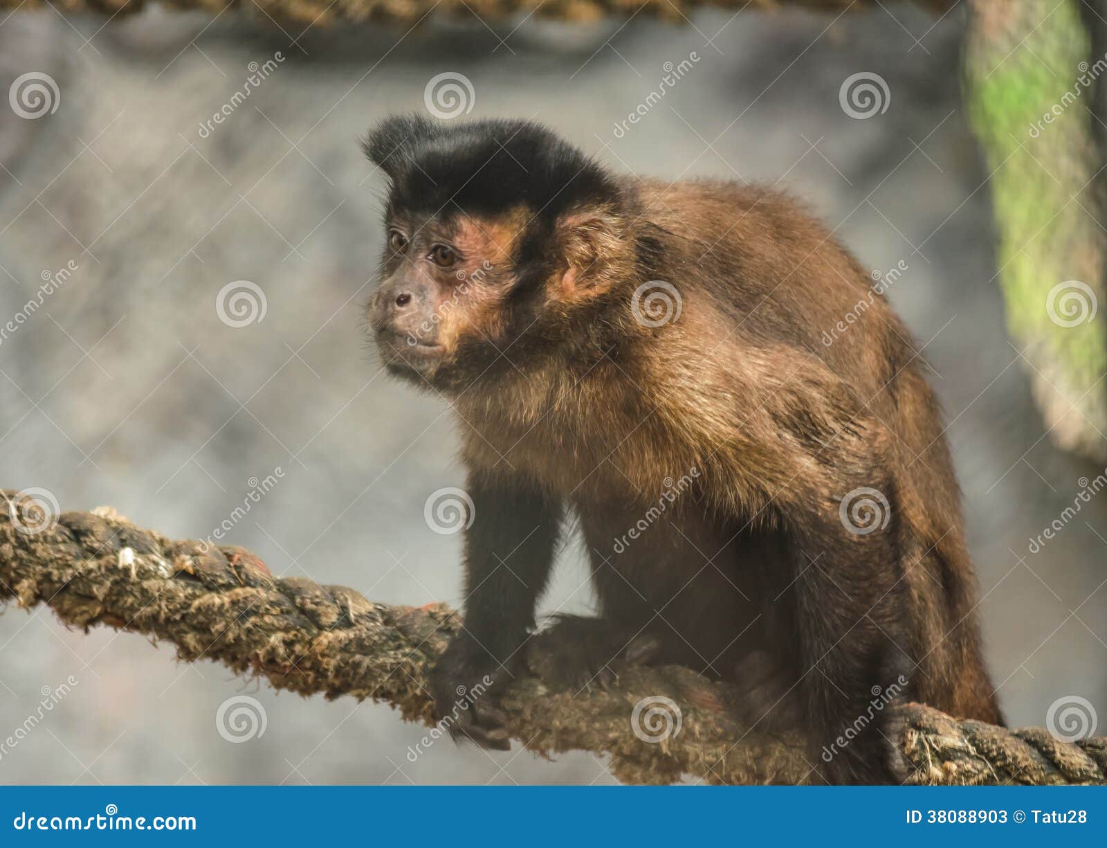 Capuchin monkey. 4 stock image. Image of wildlife, animal - 38088903