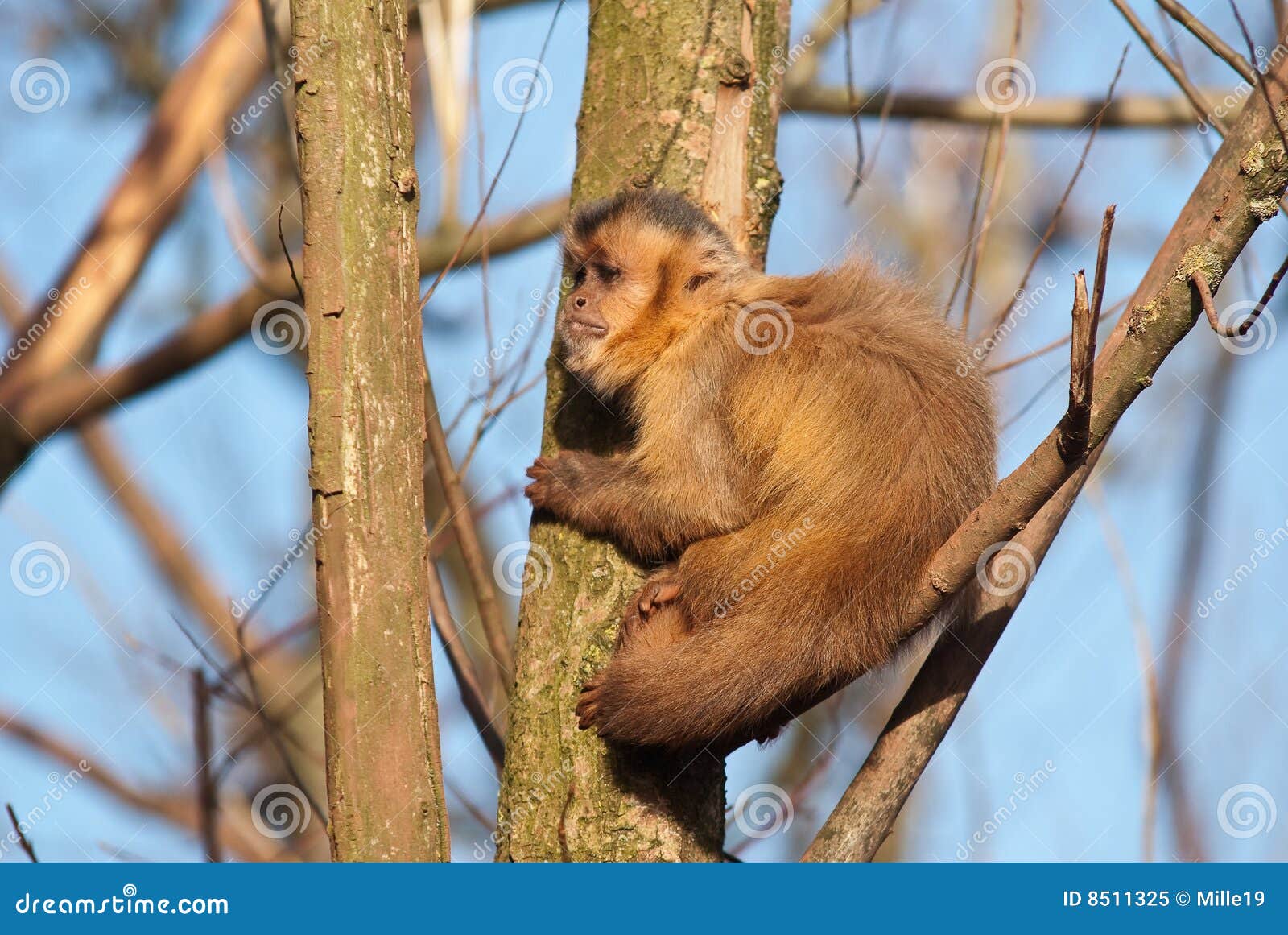 Capuchin Monkey stock image. Image of america, capuchin - 8511325