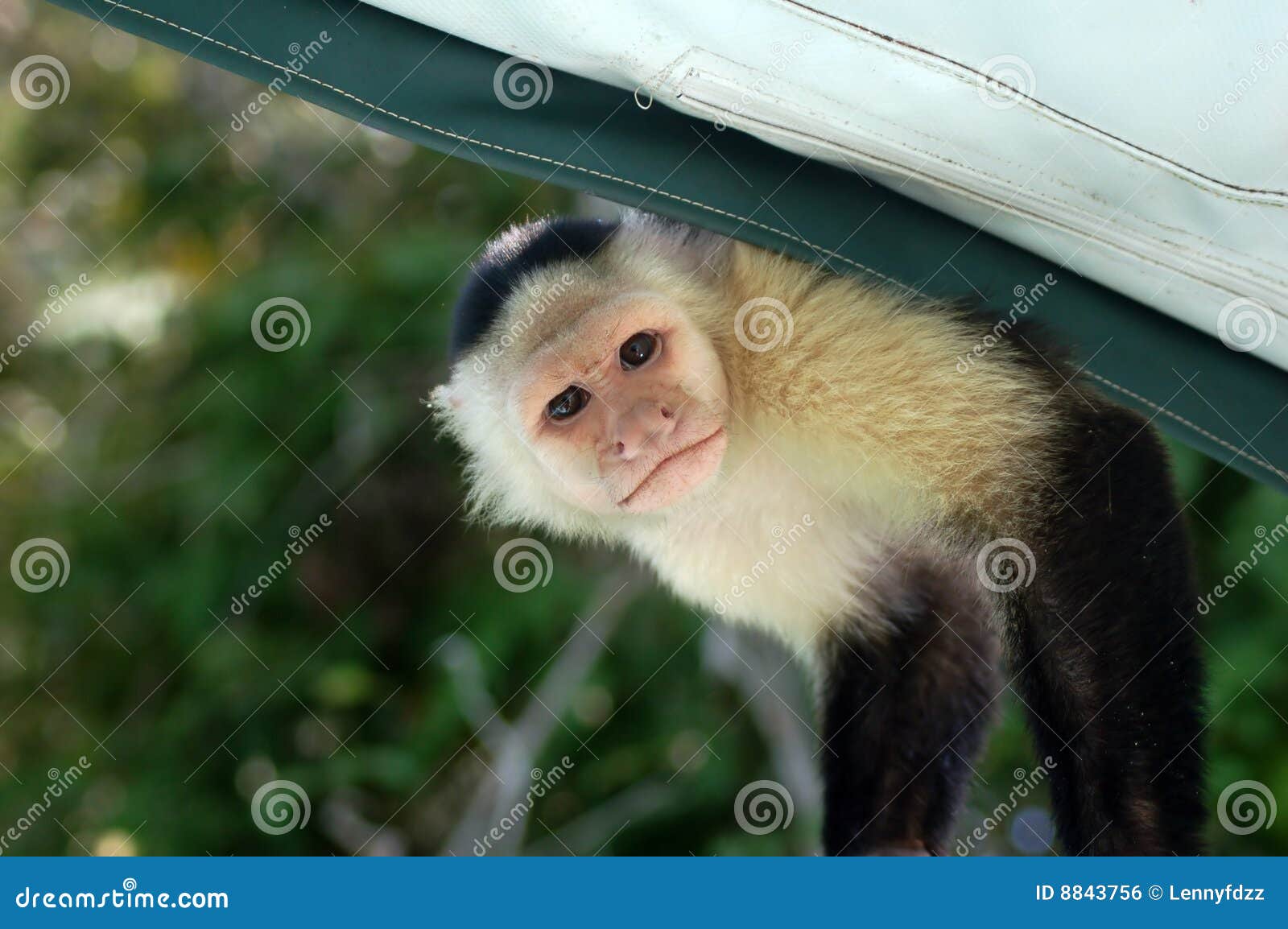 Capuchin monkey stock photo. Image of natural, outside - 8843756