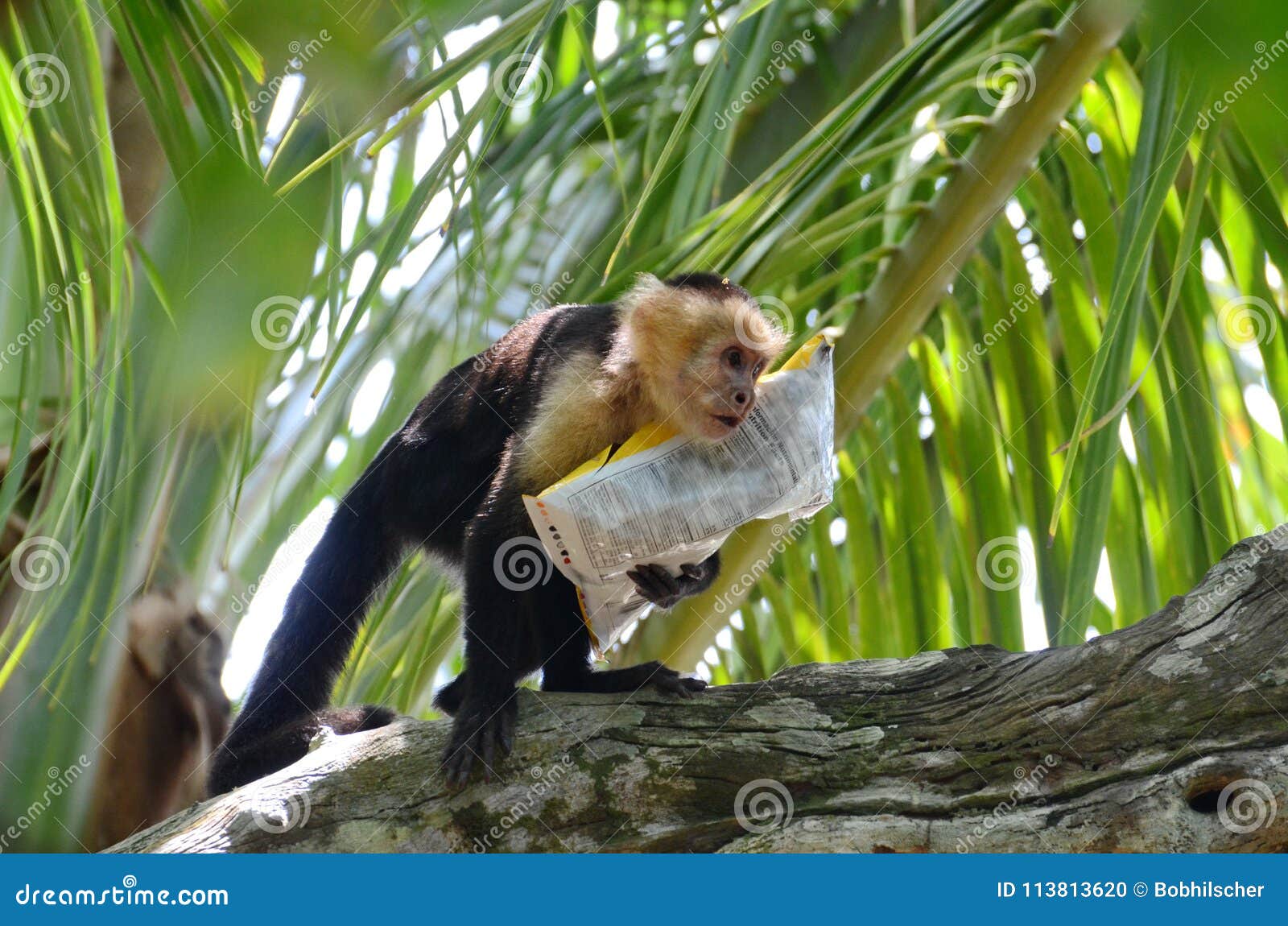 Capuchin Monkey with Bag of Potato Chips Stock Photo - Image of rica ...