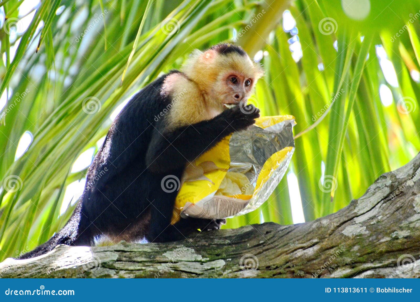 Capuchin Monkey with Bag of Potato Chips Stock Image - Image of america ...