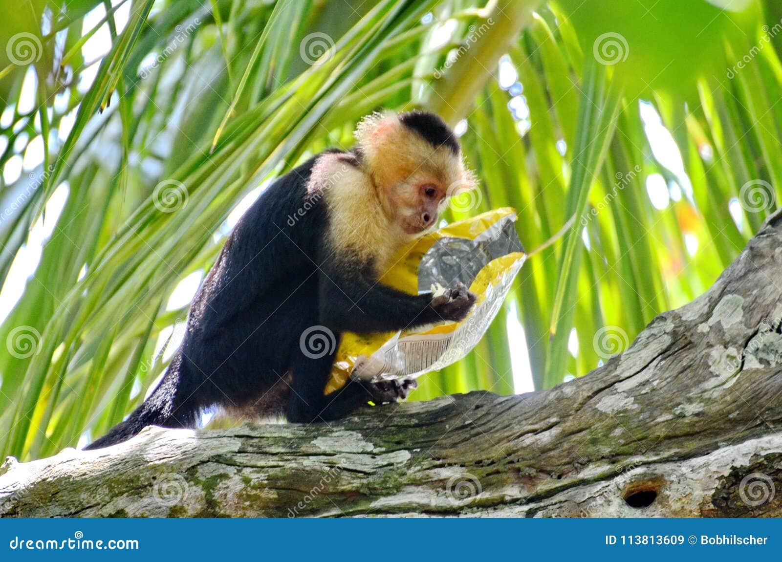 Capuchin Monkey with Bag of Potato Chips Stock Image - Image of costa ...
