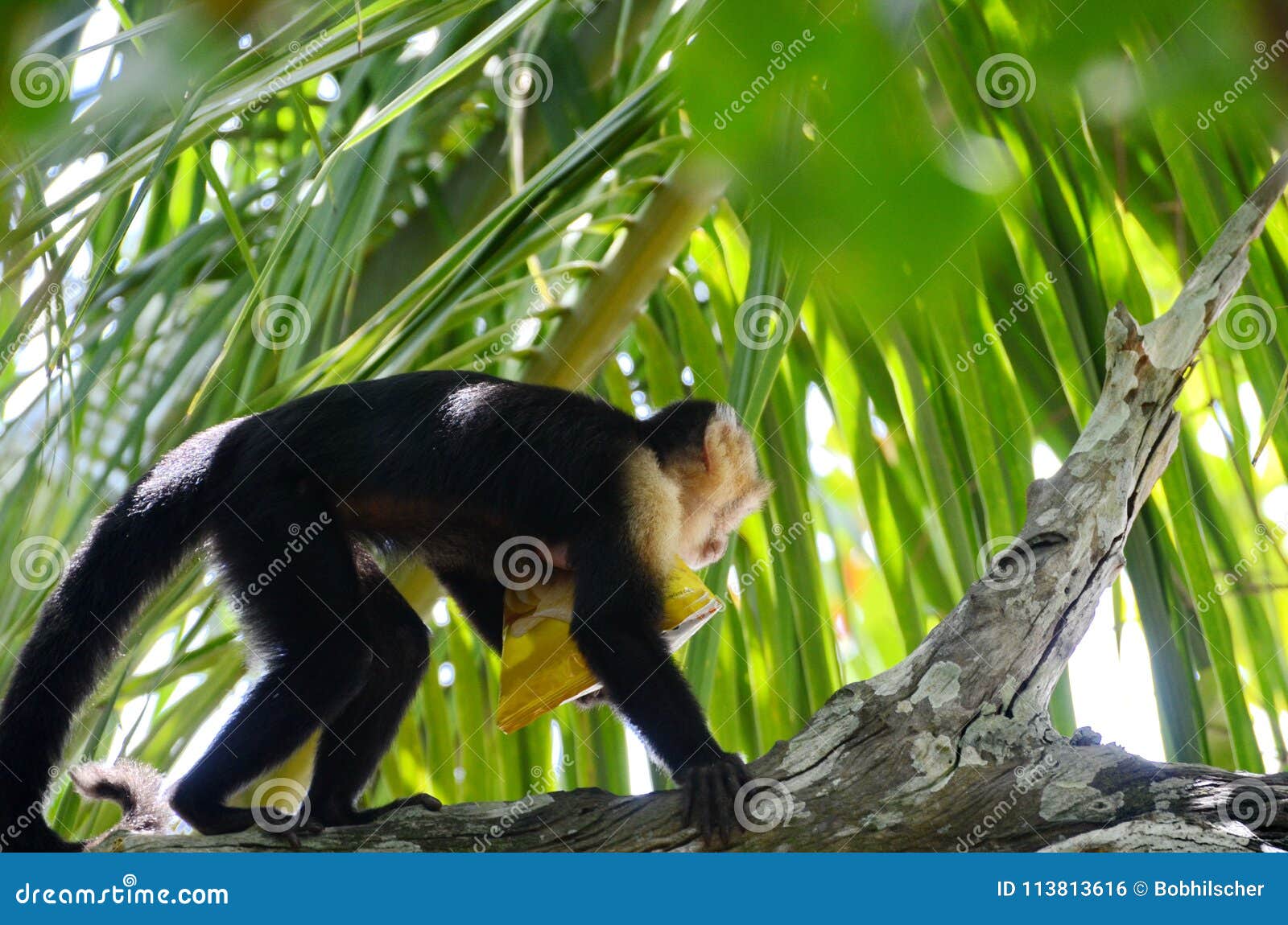 Capuchin Monkey with Bag of Potato Chips Stock Photo - Image of beach ...