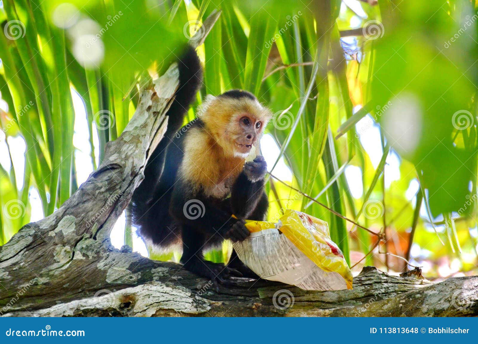Capuchin Monkey with Bag of Potato Chips Stock Photo - Image of food ...