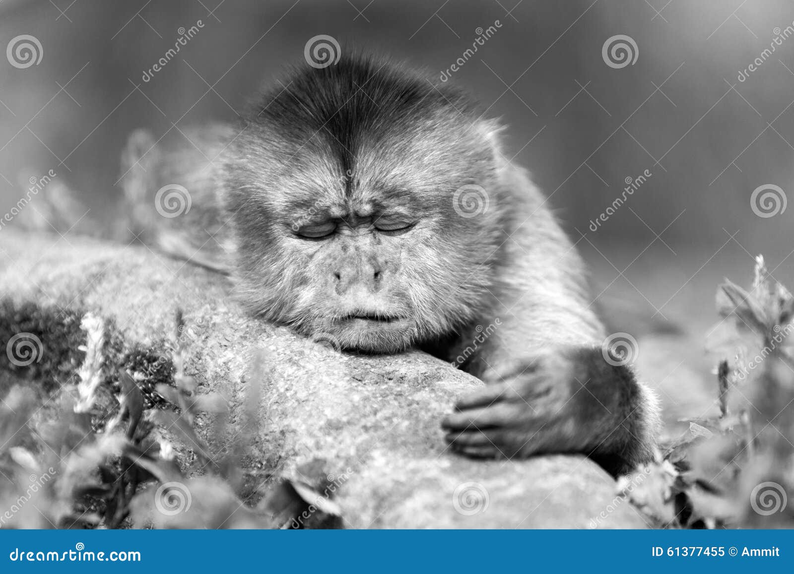 Capuchin Monkey Black and White Stock Image - Image of lagothrix ...