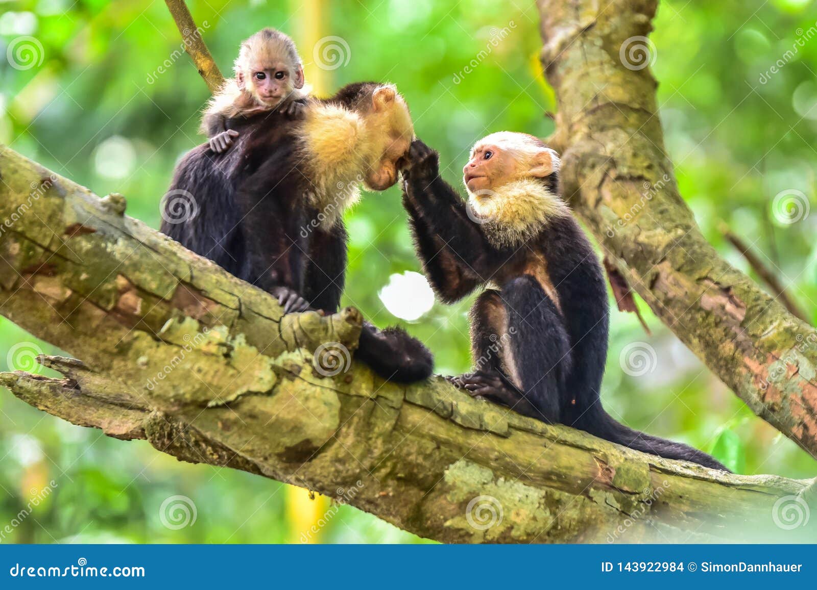 Capuchin Monkey on Branch of Tree - Animals in Wilderness Stock Photo ...